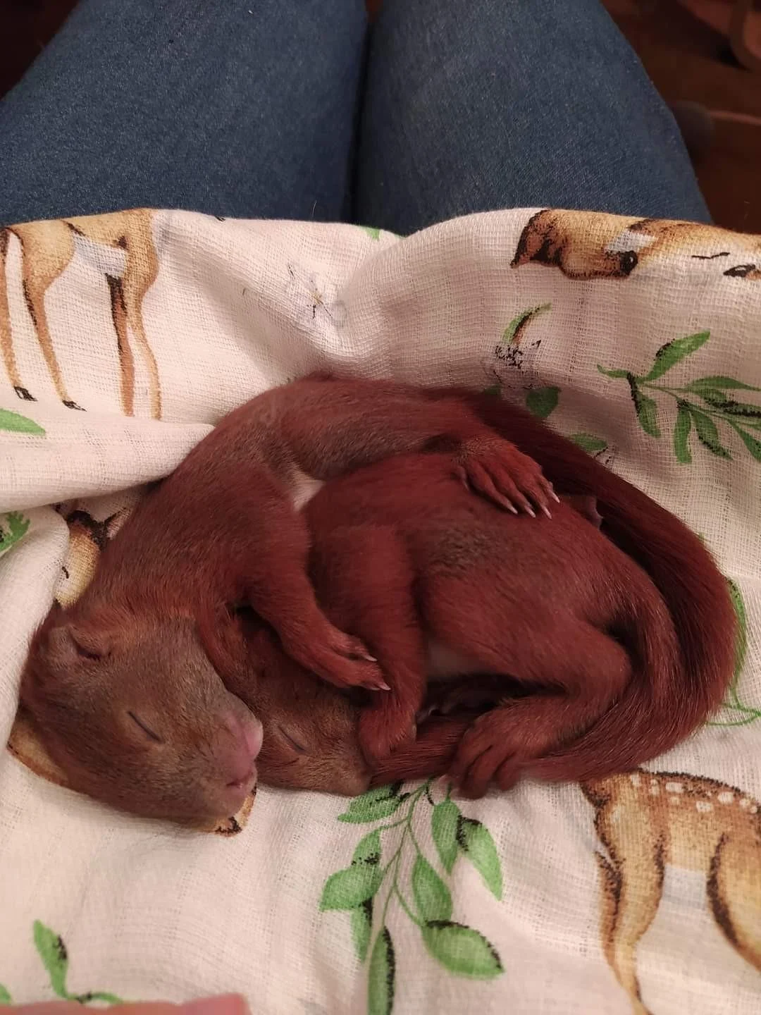 2 rescues: Henry and Hanna (around 5 weeks old) | Scrolller