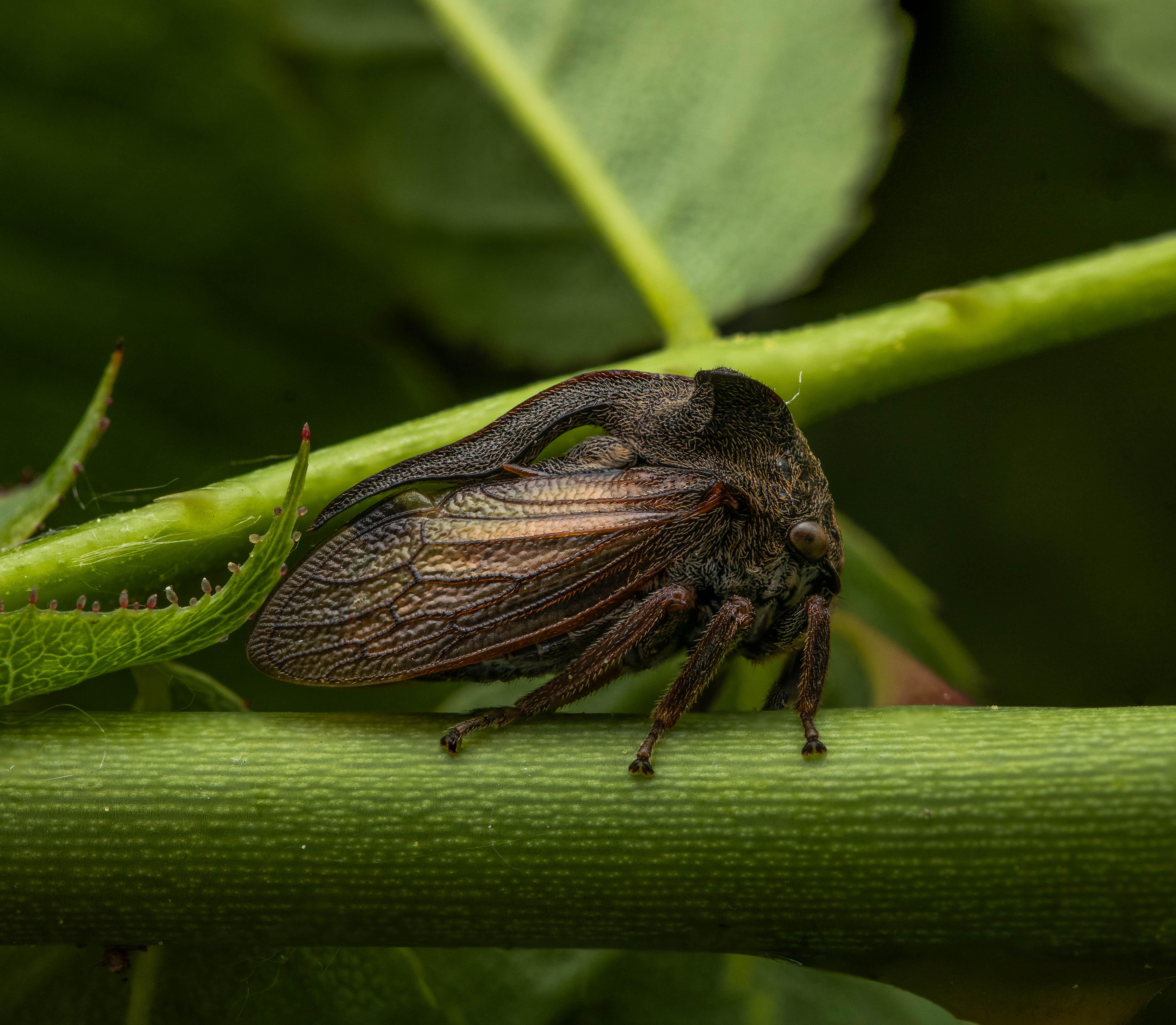 Centrotus Cornutus, 4 image focus stack | Scrolller