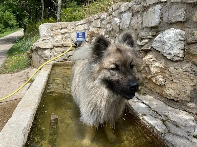 She likes to dip her paws | Scrolller