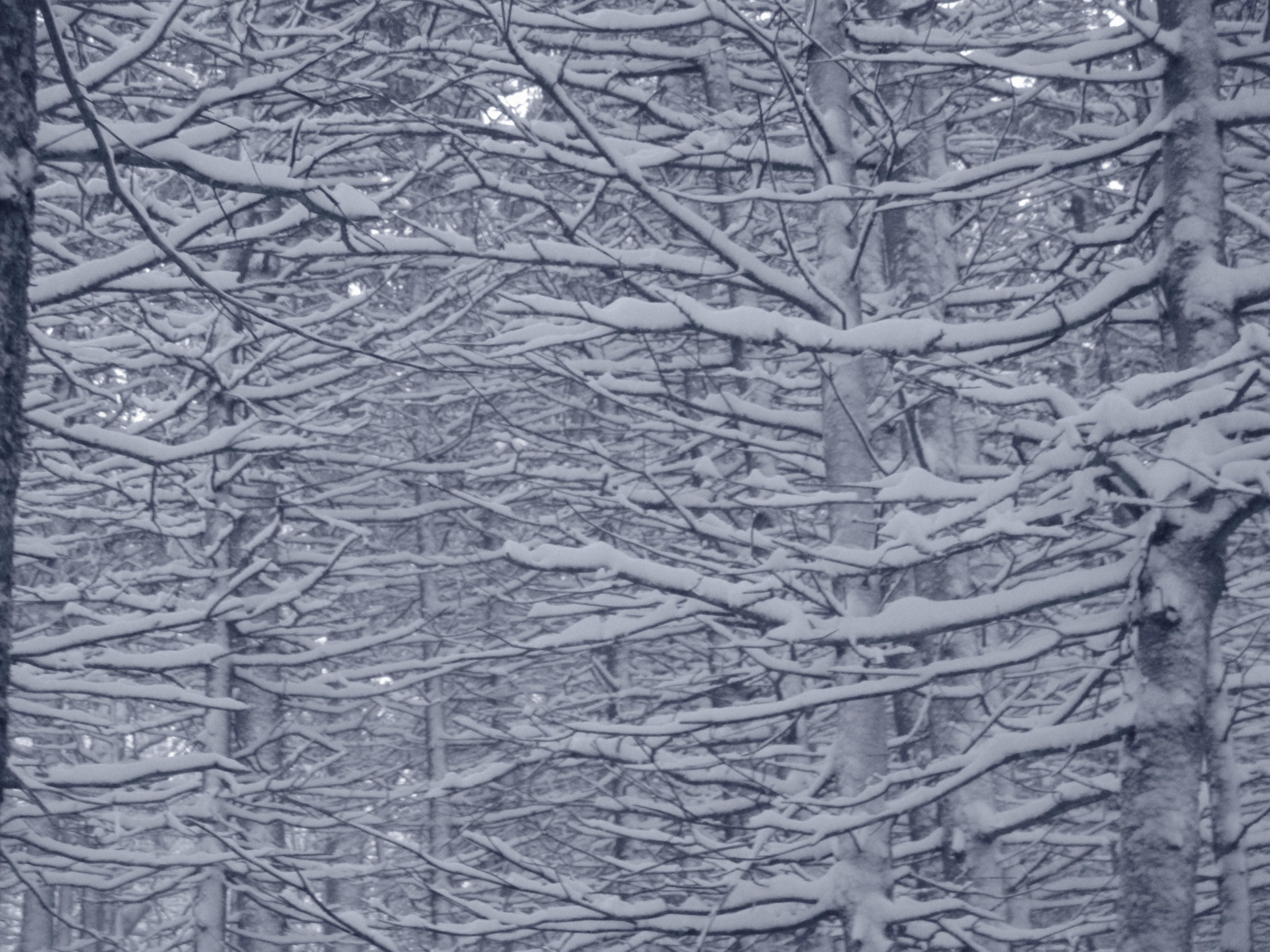Endless Snowy Branches | Scrolller