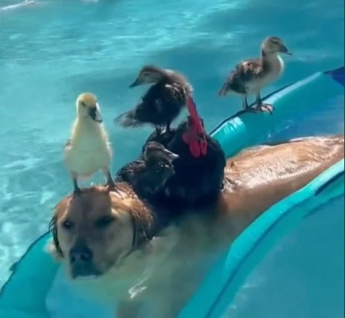 Nothing to see here just a pup floating with it's friends. | Scrolller