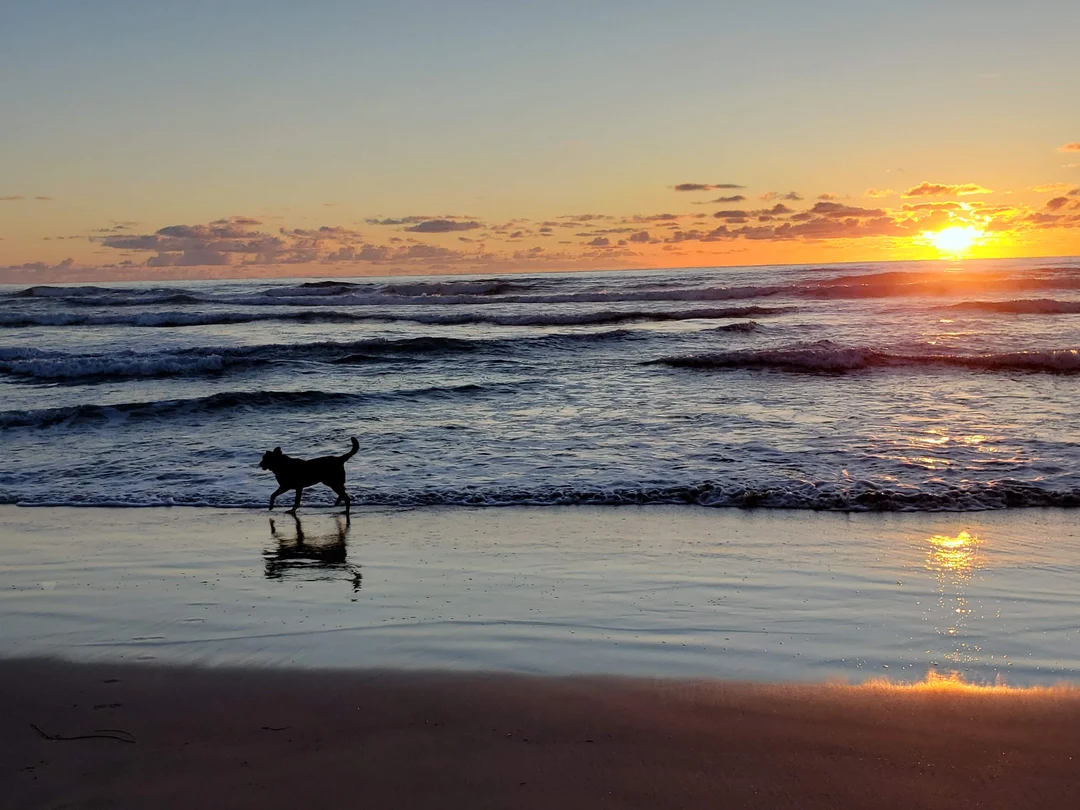 Last photo. Ellie, rescued after three returns! | Scrolller