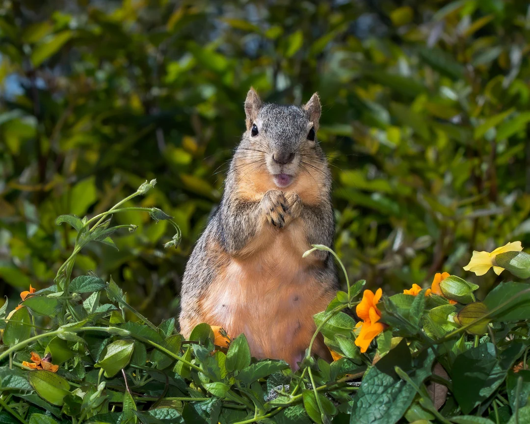 Super Happy Fun Time Squirrel | Scrolller