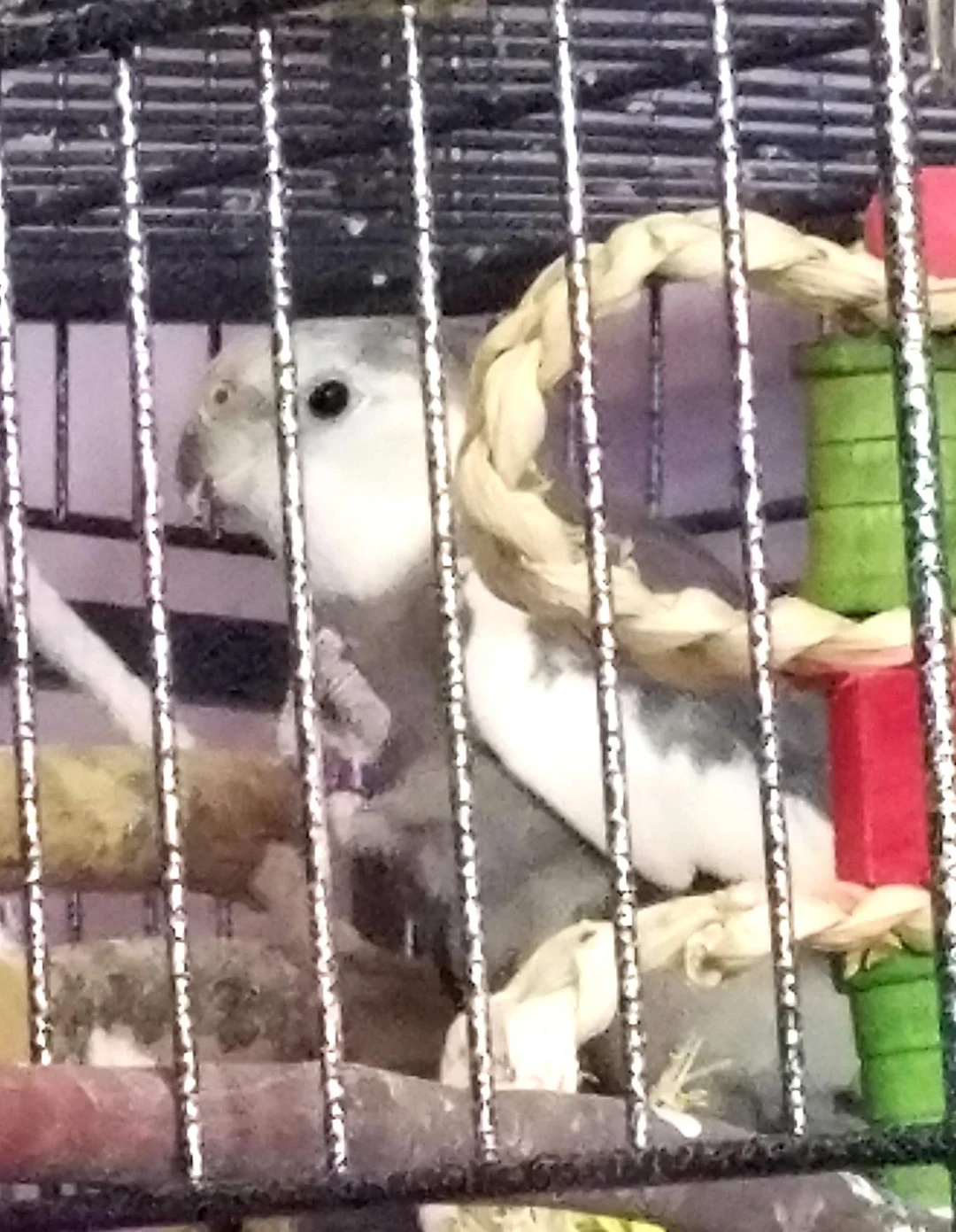 Discover more like Cockatiel: "Good soup" and Related Content | Scrolller