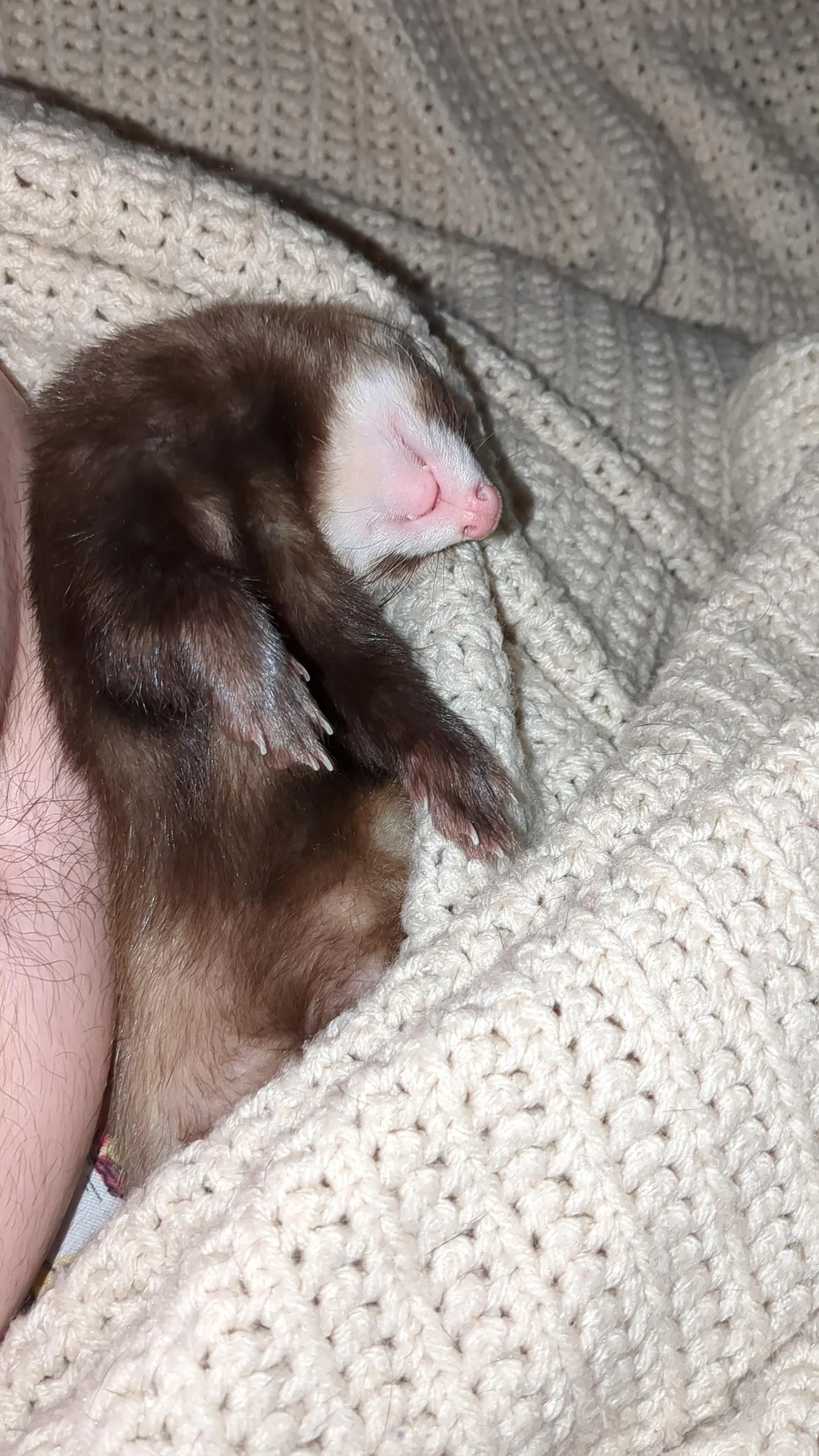 Decided she wasn't done sleeping. | Scrolller