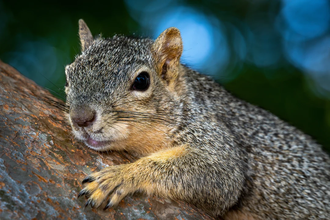 Sweet Mother Squirrel | Scrolller