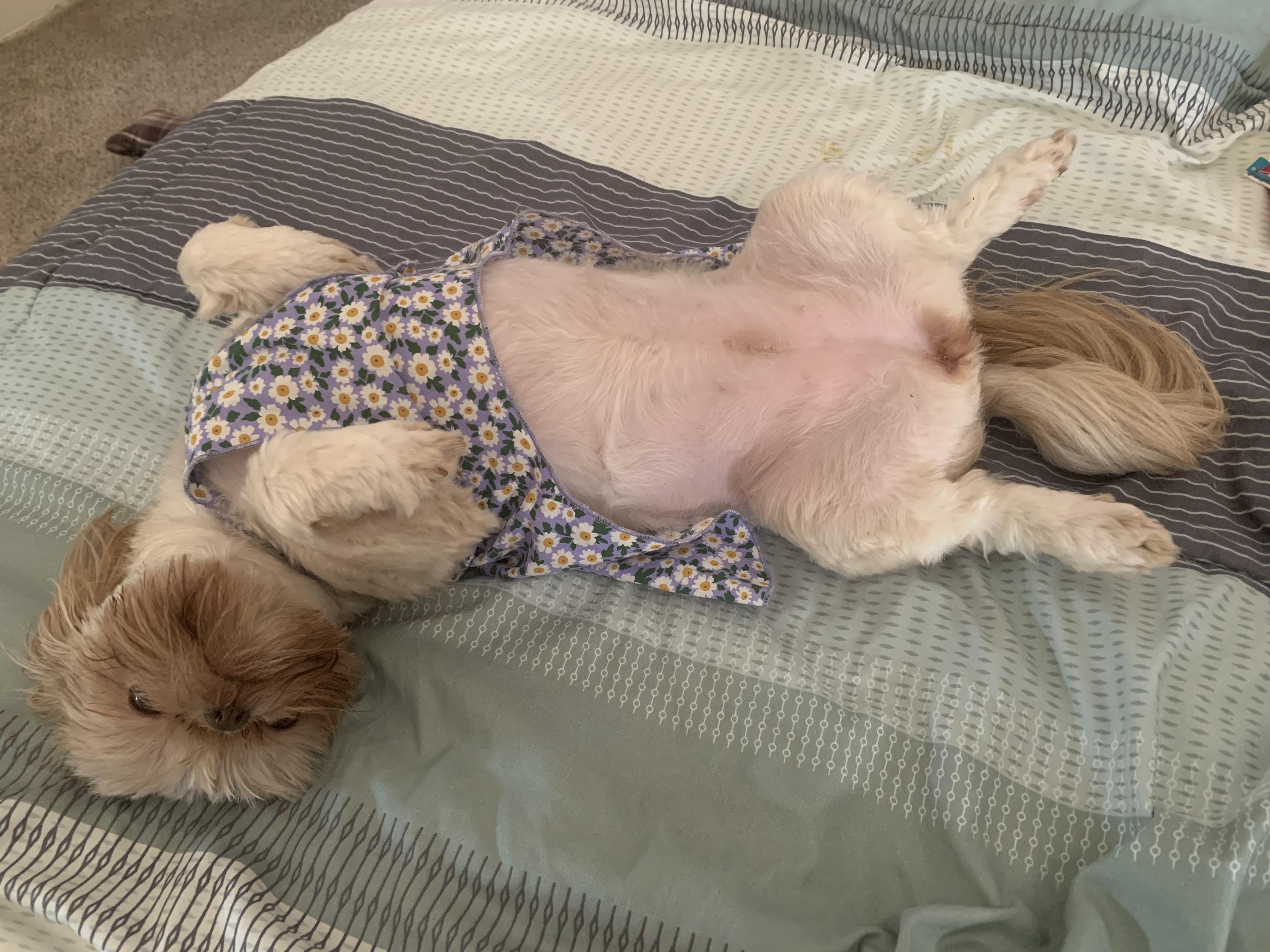 Miss Priss being her modest self😁 | Scrolller