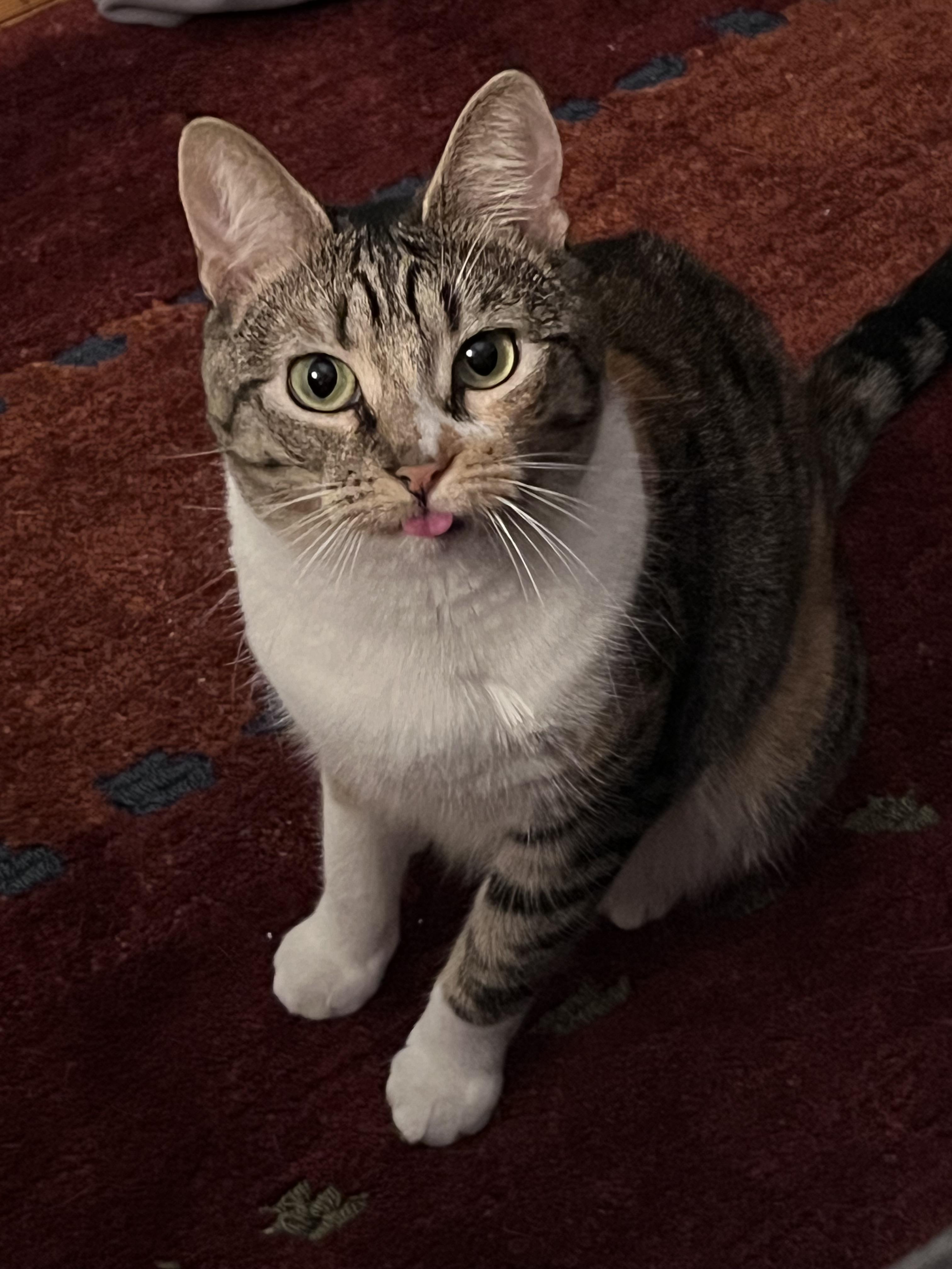 Surprised blep | Scrolller