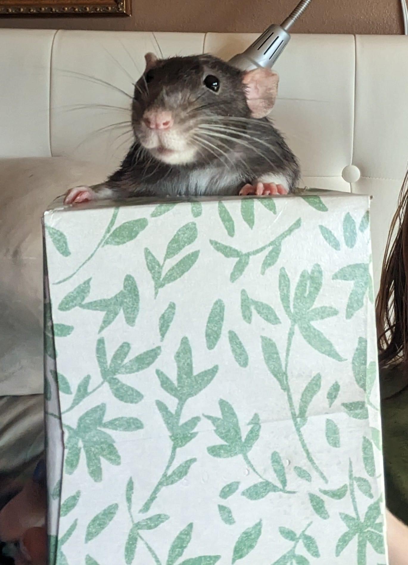 Discover more like RATS: Integrating two girls with big boys and Related Content | Scrolller