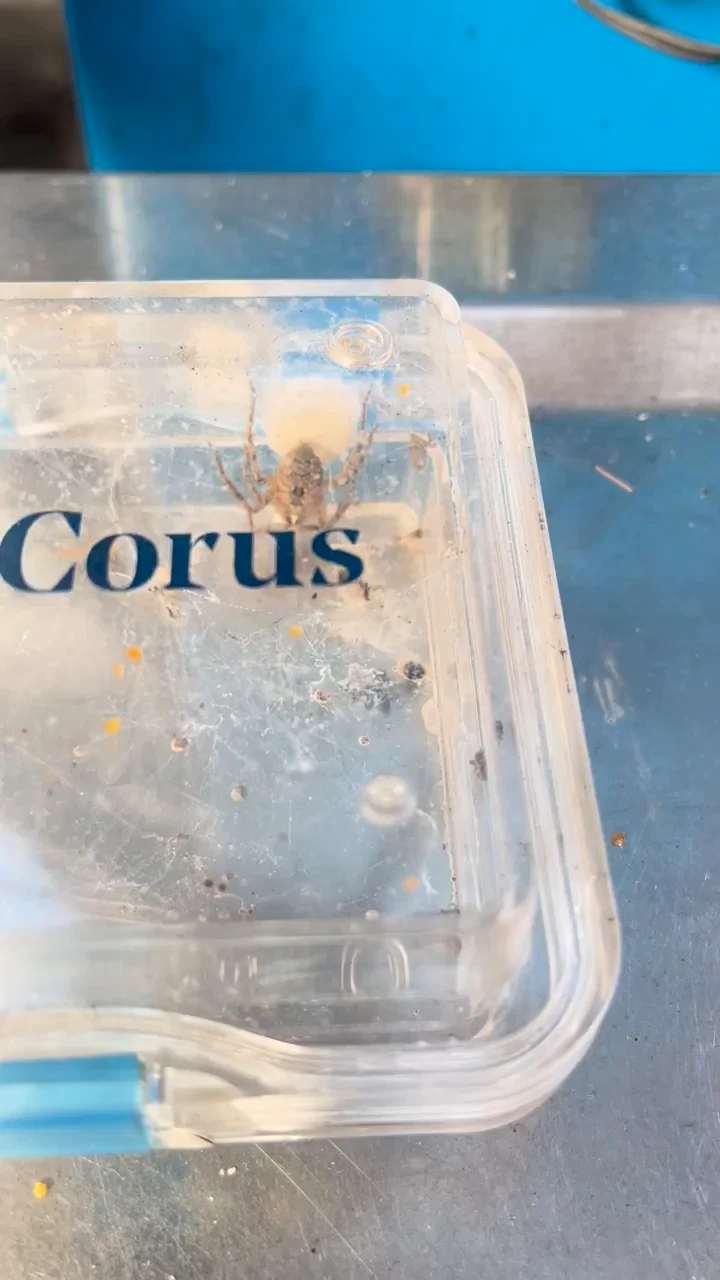 My toolbox spider is pregnant? | Scrolller