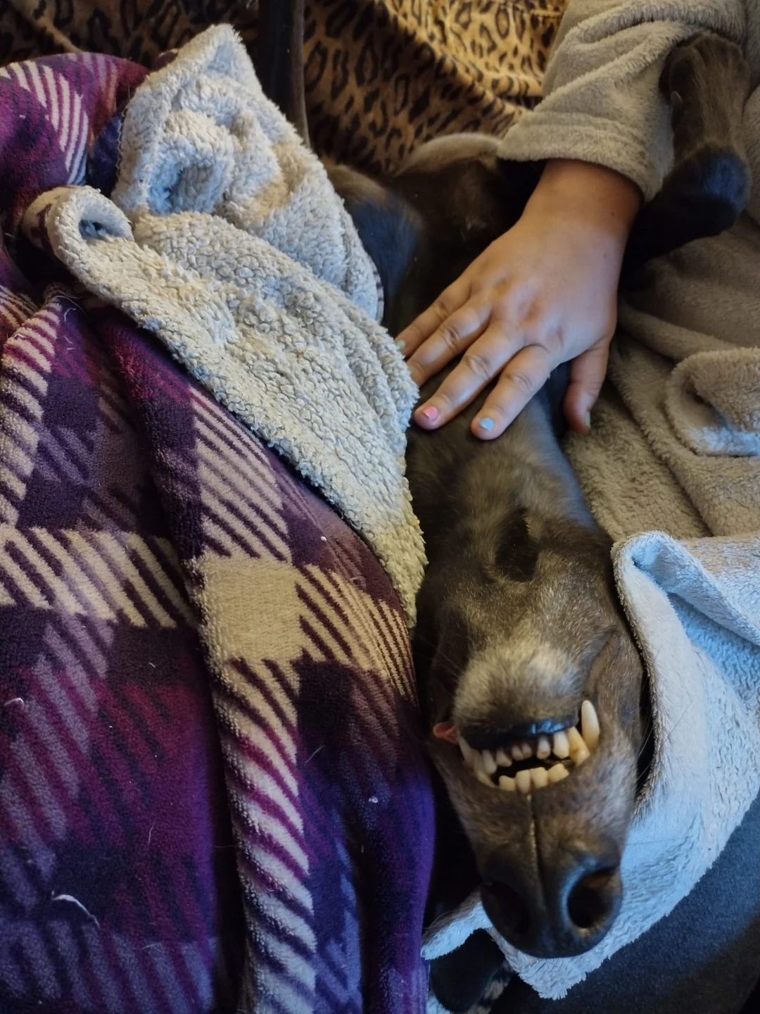 A tiny blep from Frankie | Scrolller