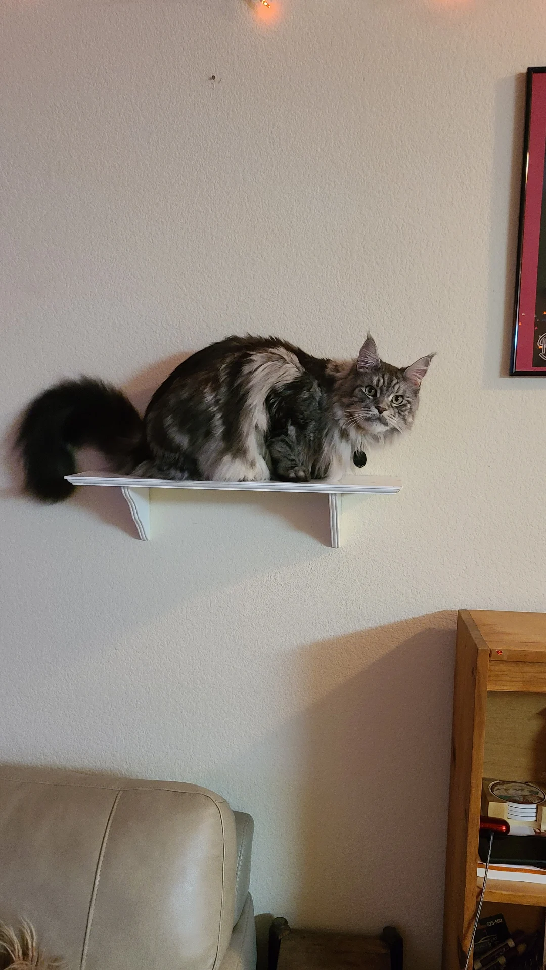 What? This is MY shelf. | Scrolller