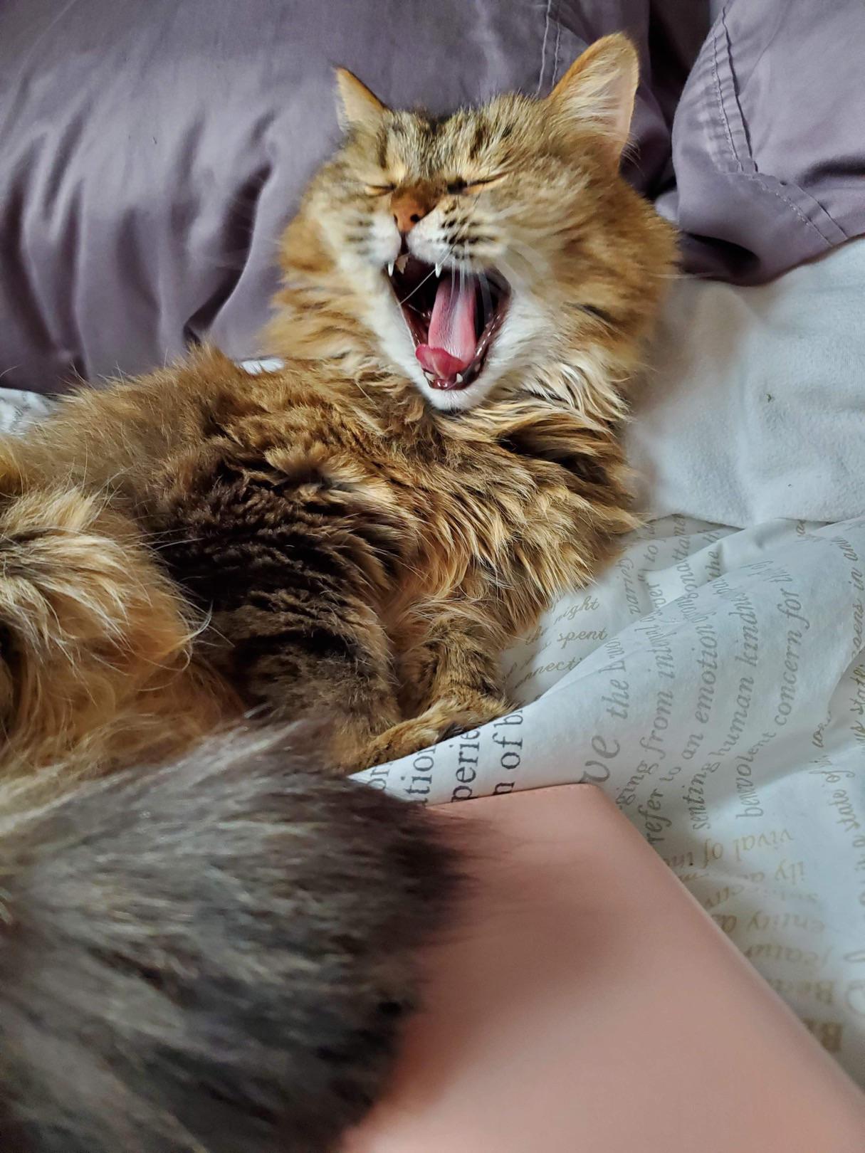 Caught in mid-yawn | Scrolller