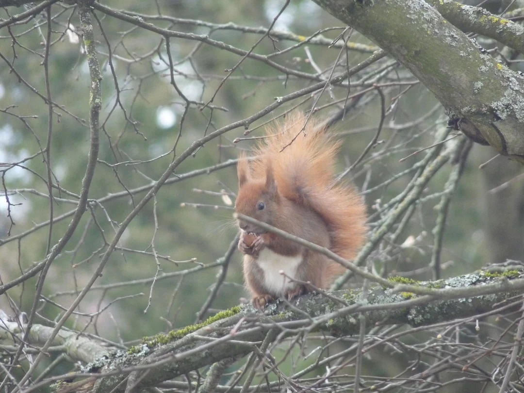 Munching in the tree | Scrolller