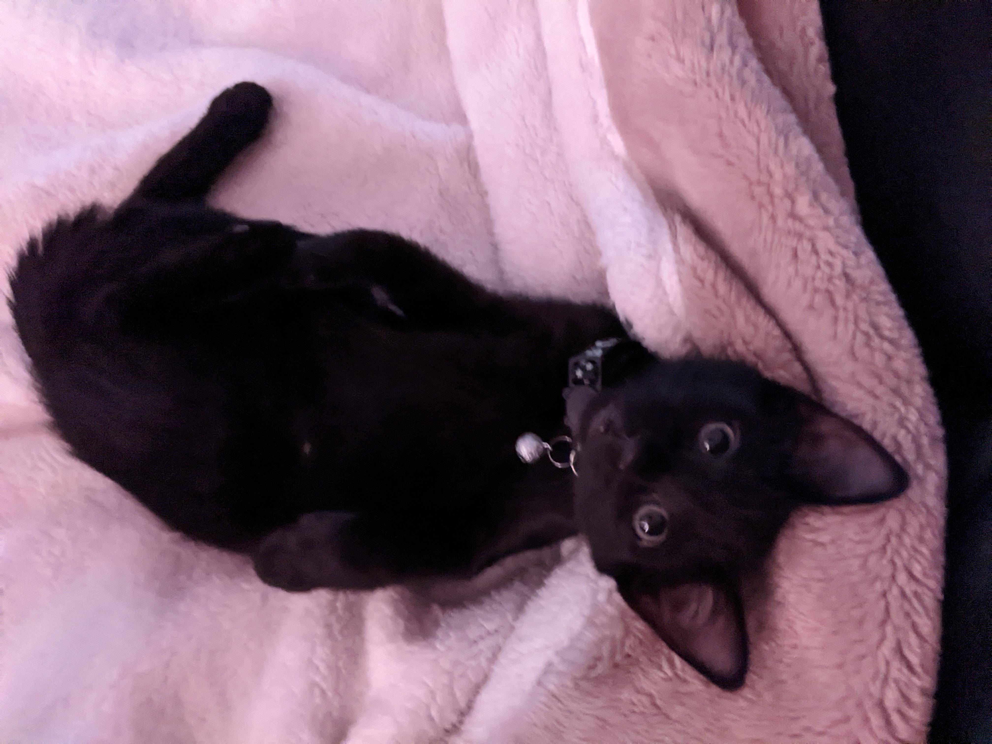 My limp noodle of a cat | Scrolller