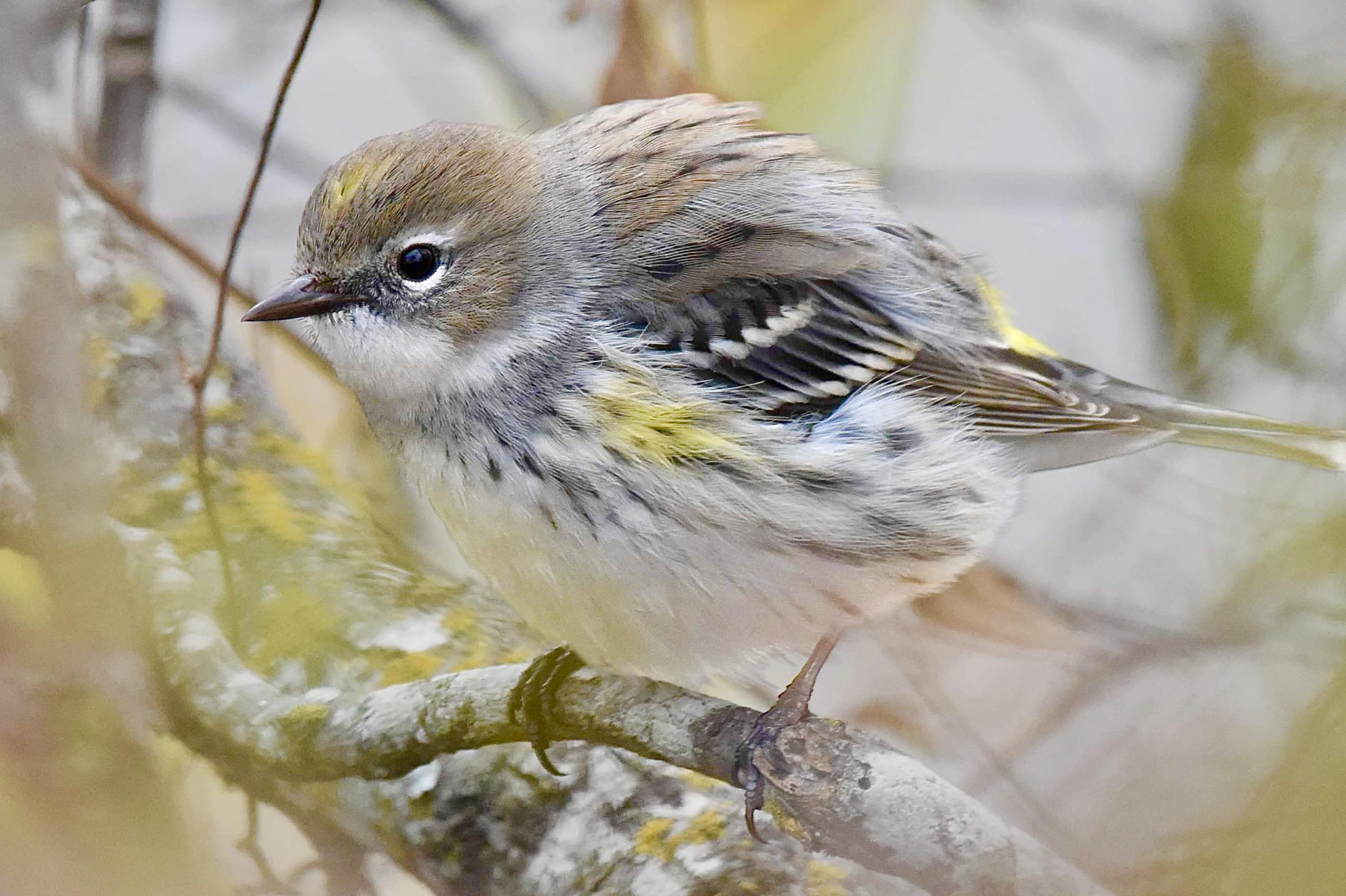 Yellow-rumped Warbler | Scrolller