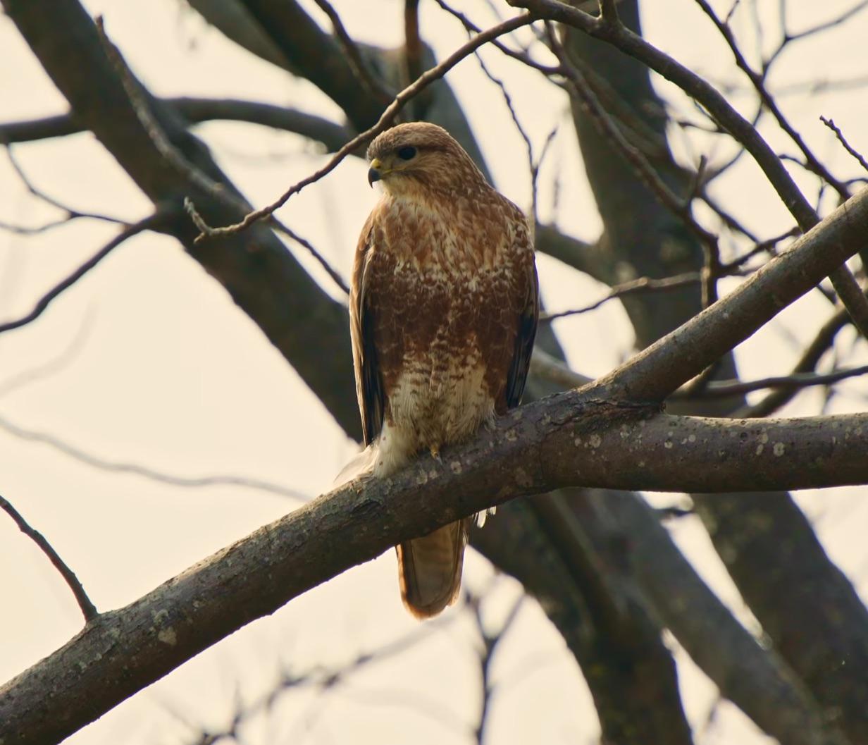 Whats this raptor? | Scrolller