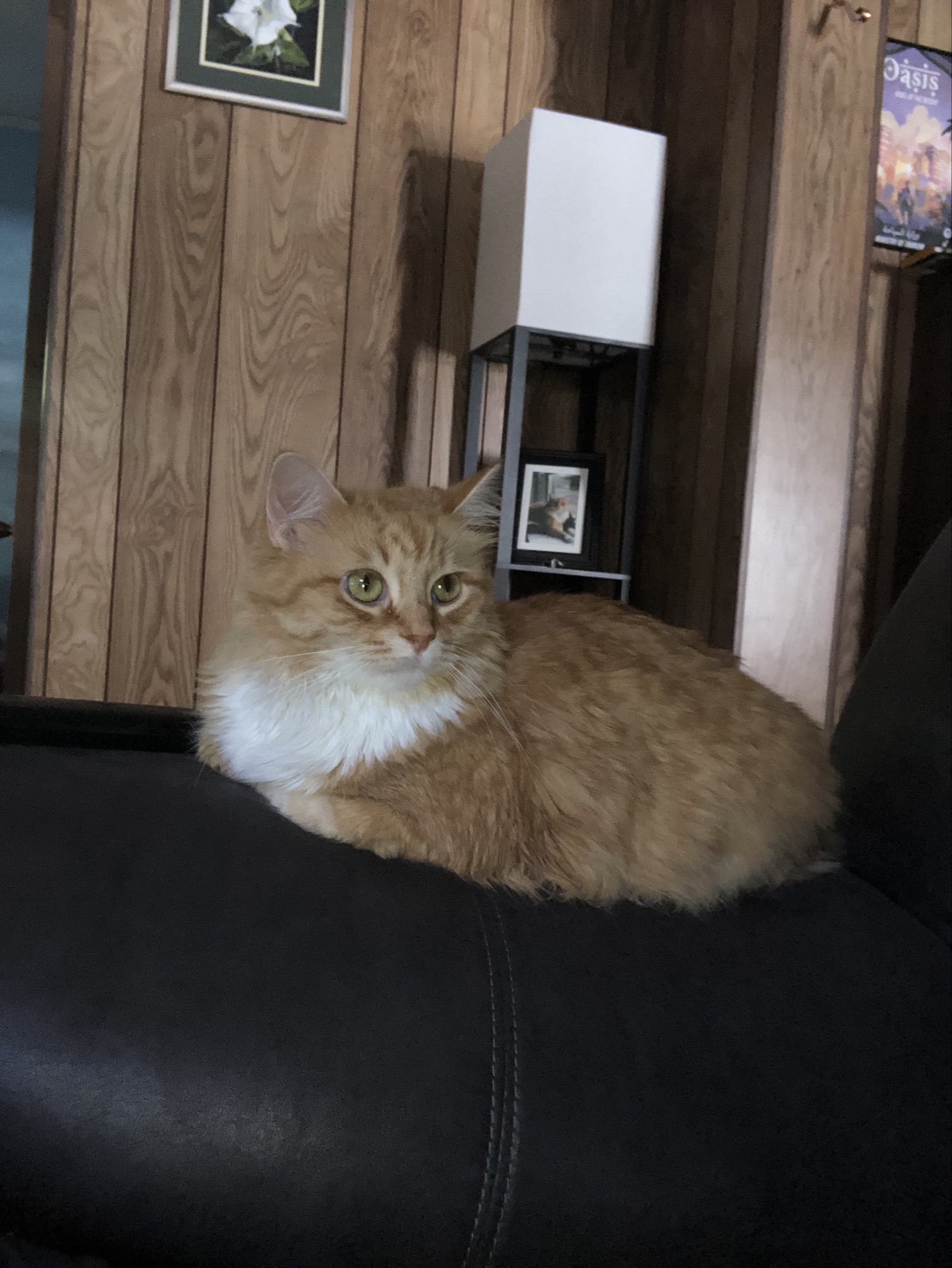 Fluffy couch loaf | Scrolller
