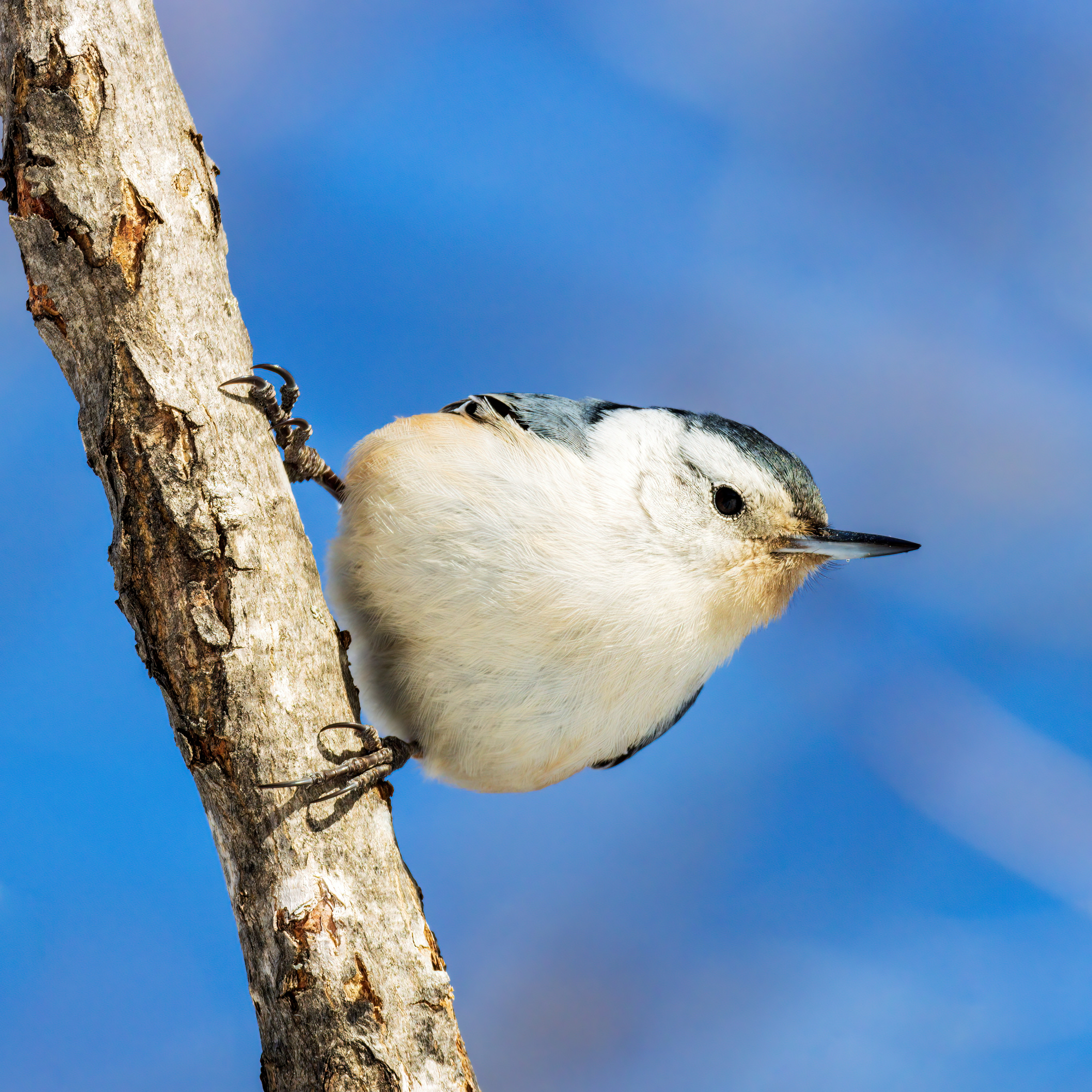 A white-breasted nuthatch. nb, canada. | Scrolller