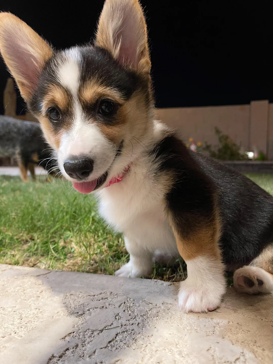 Lucy the Corgi pup | Scrolller