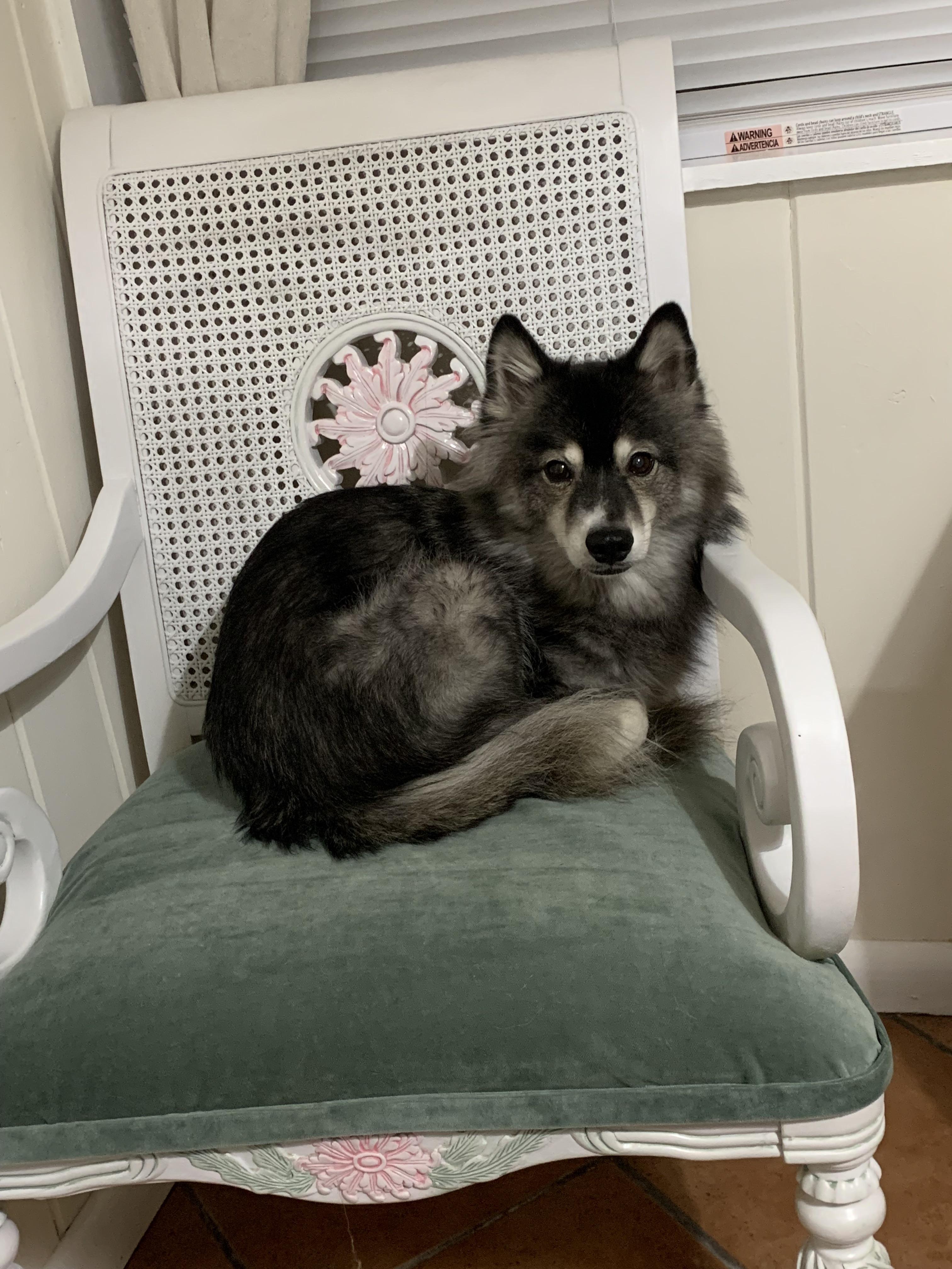 (OC) My pocket wolf, Mika Bean! | Scrolller