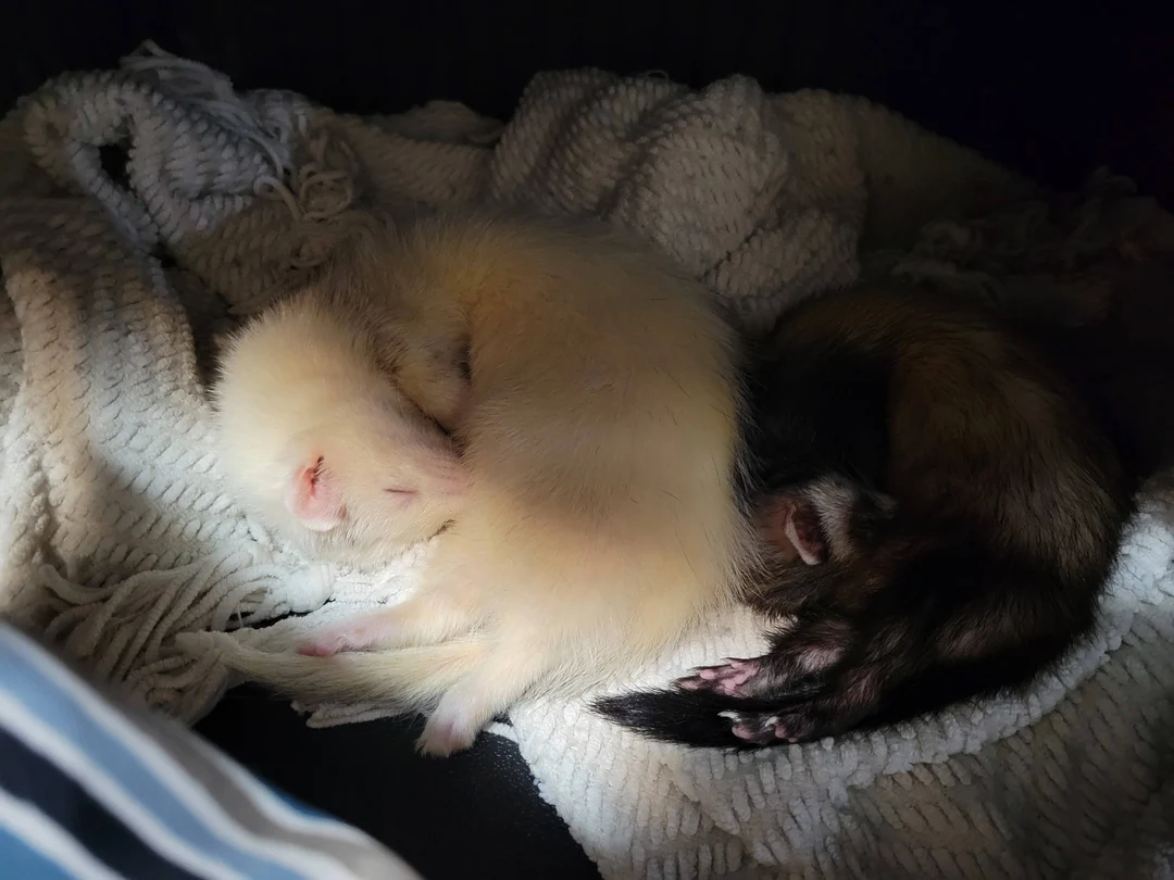 I think they're happy I washed their favorite blanket today :) | Scrolller