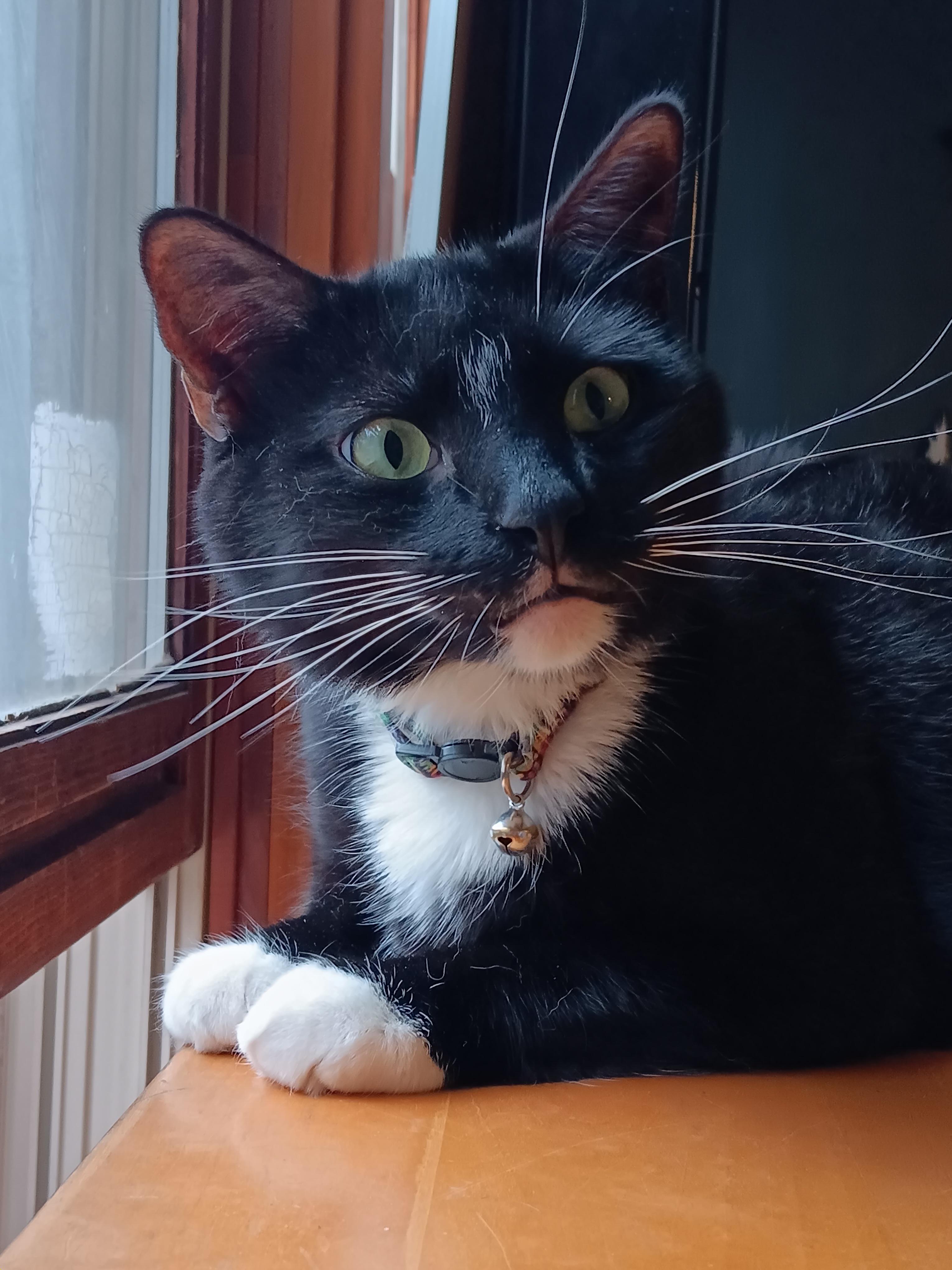 My boy Donovan, aka Donnie Darko. | Scrolller