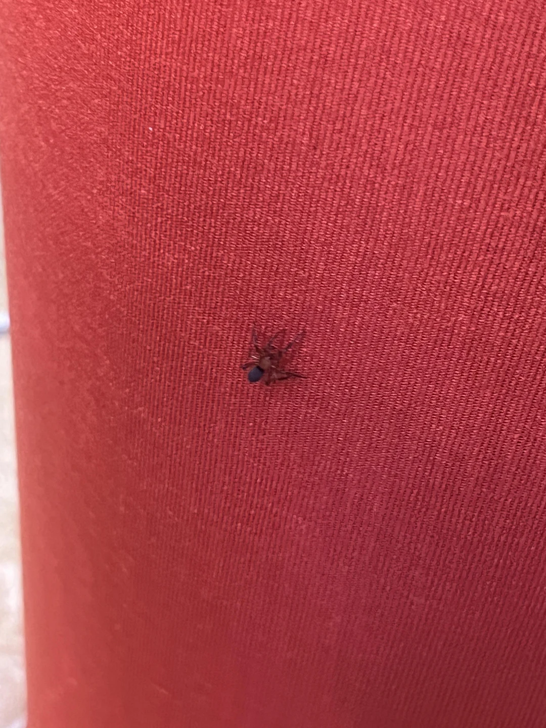 Small bicolor spider in Eastern Oklahoma ID? | Scrolller