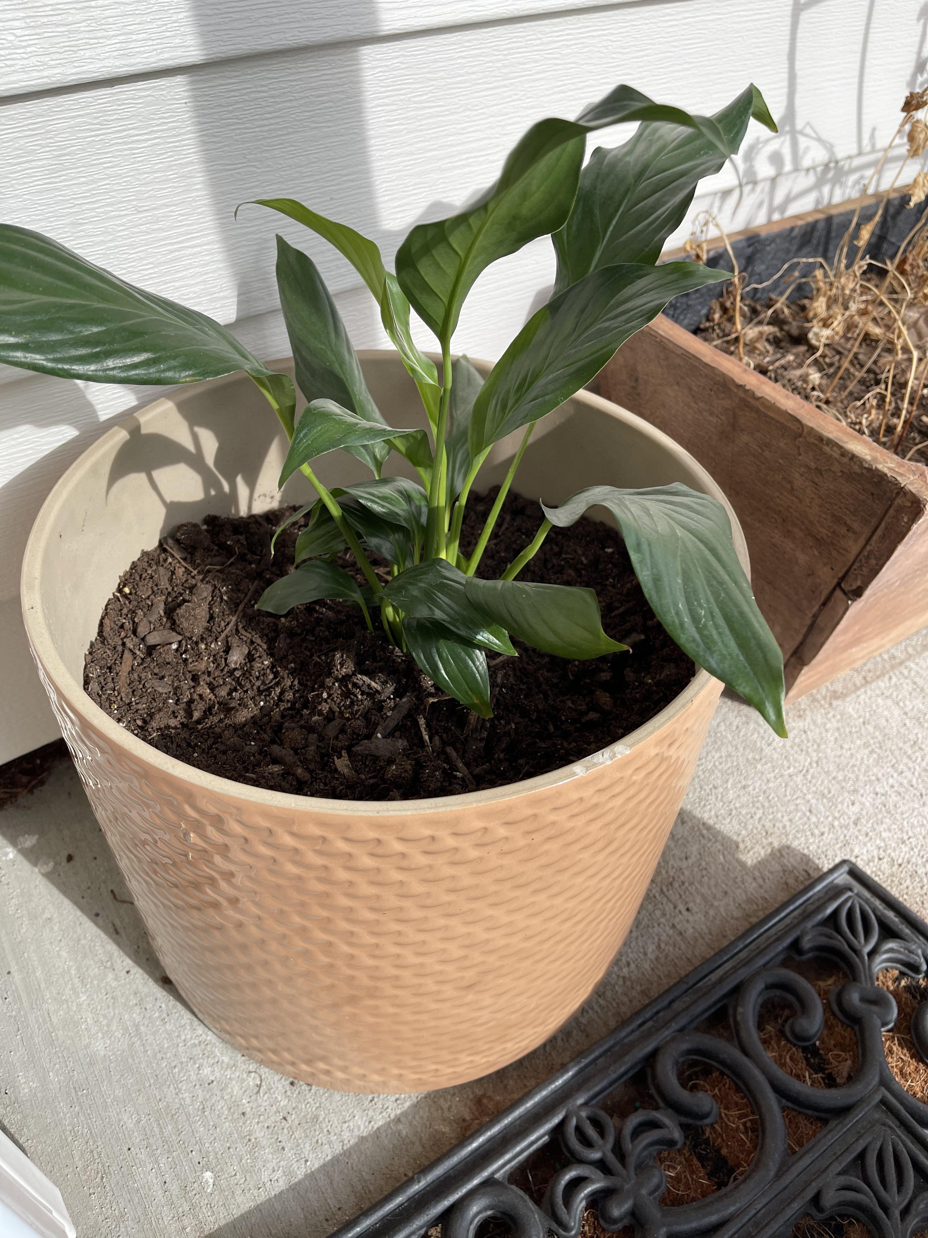 Tiny Bugs | Scrolller