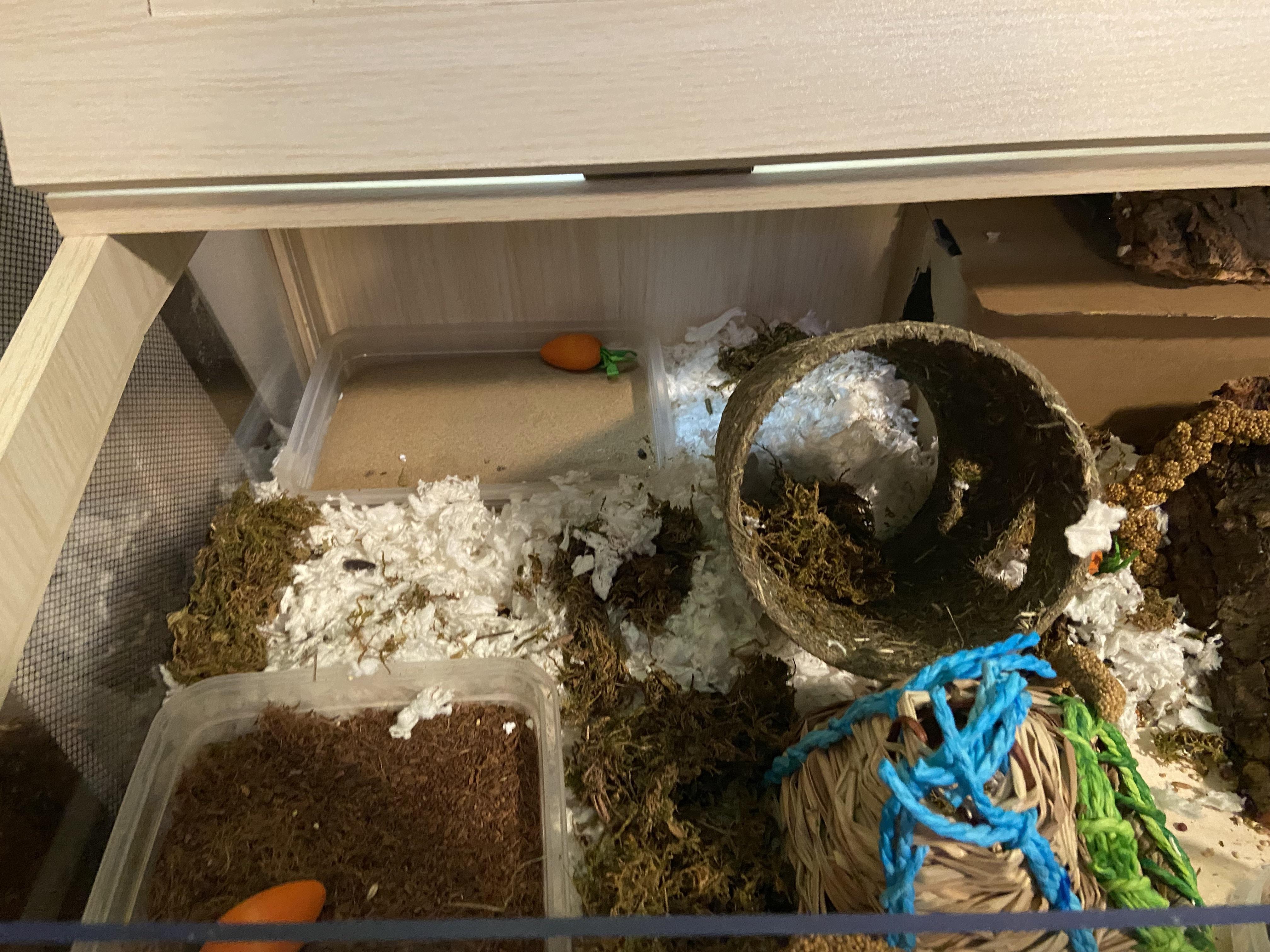 First pet ever. What do you think of my enclosure? | Scrolller