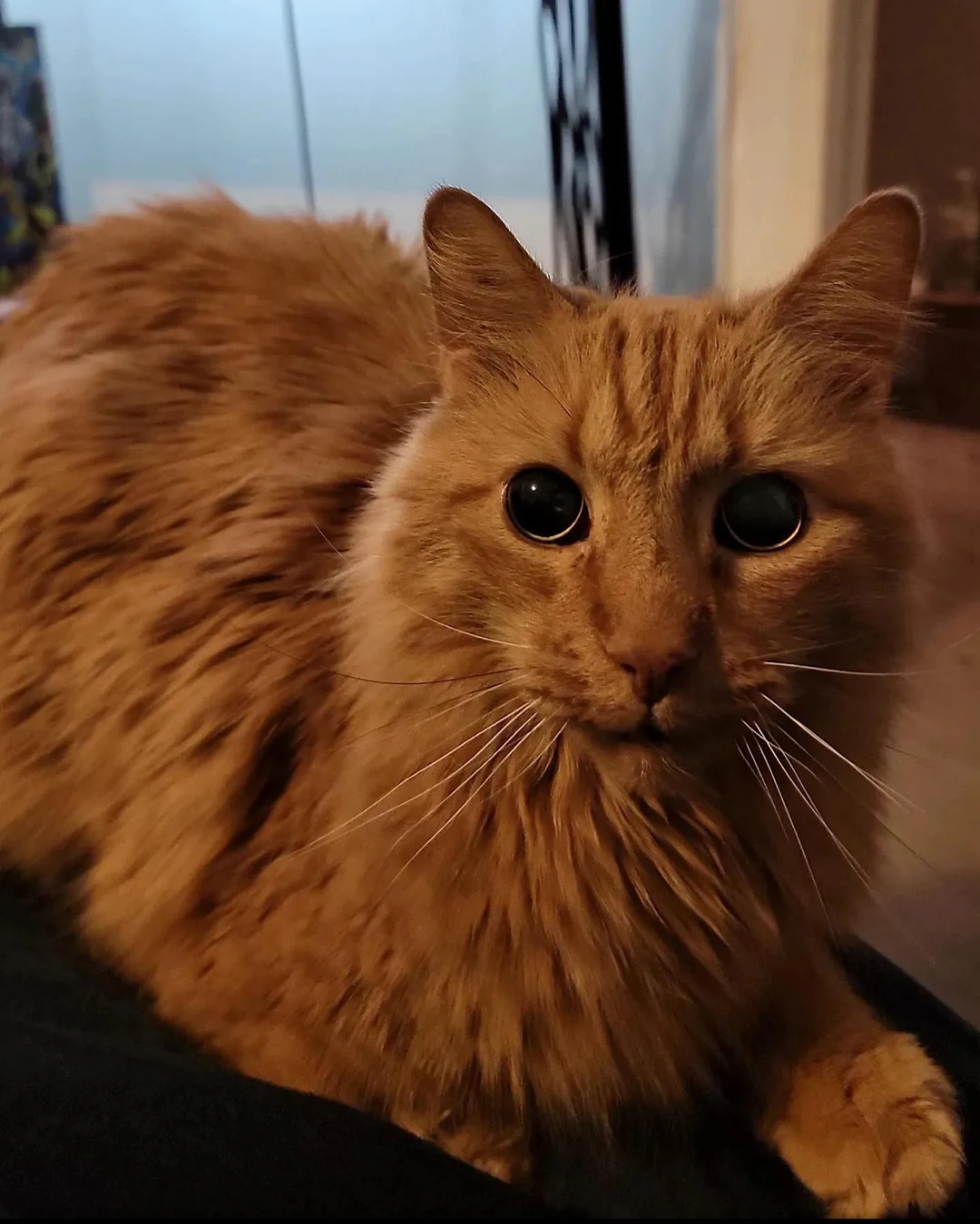 Discover more like Catloaf: almost a perfect loaf. and Related Content | Scrolller