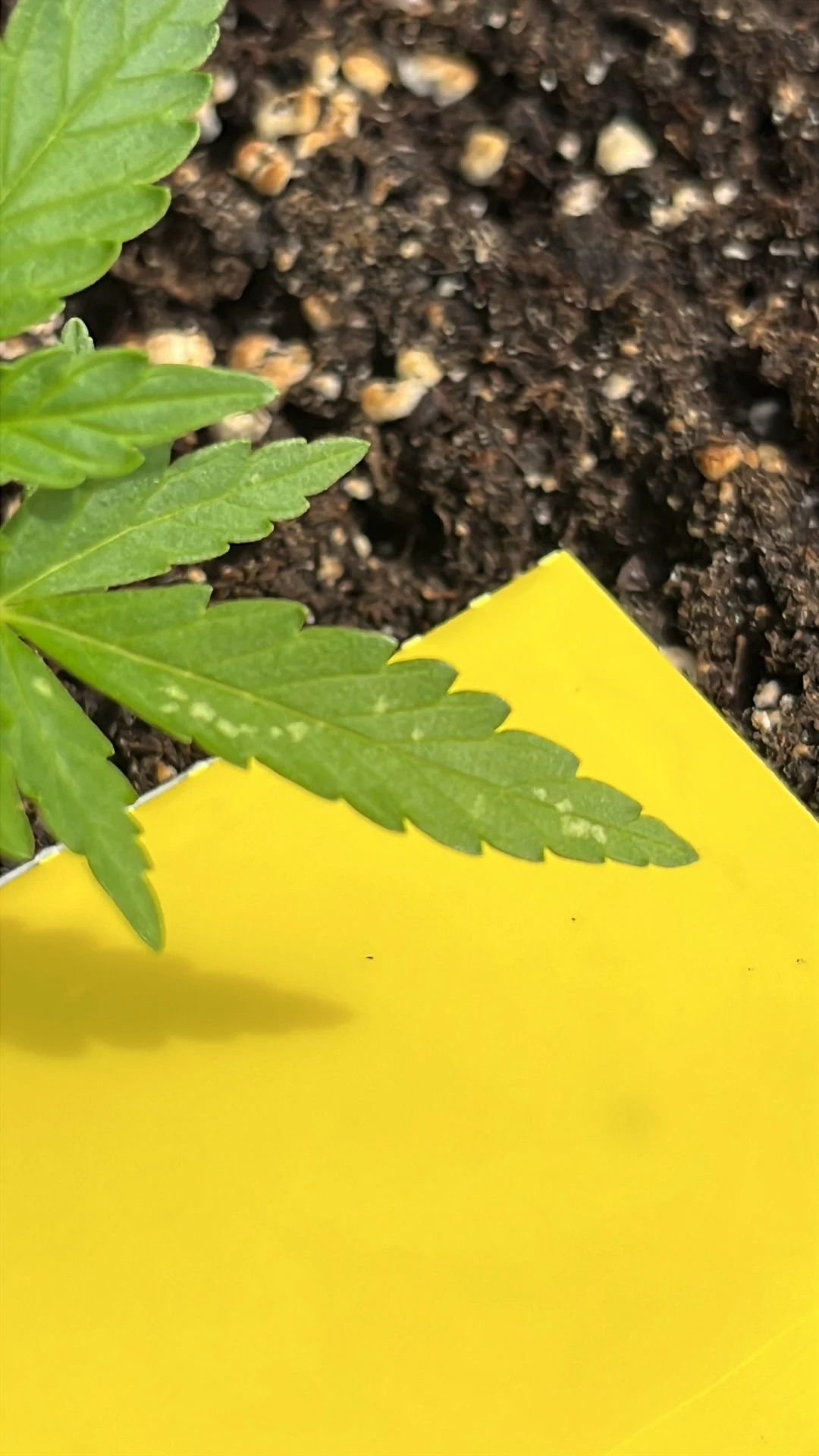 White spots on my Auto outdoor grow | Scrolller