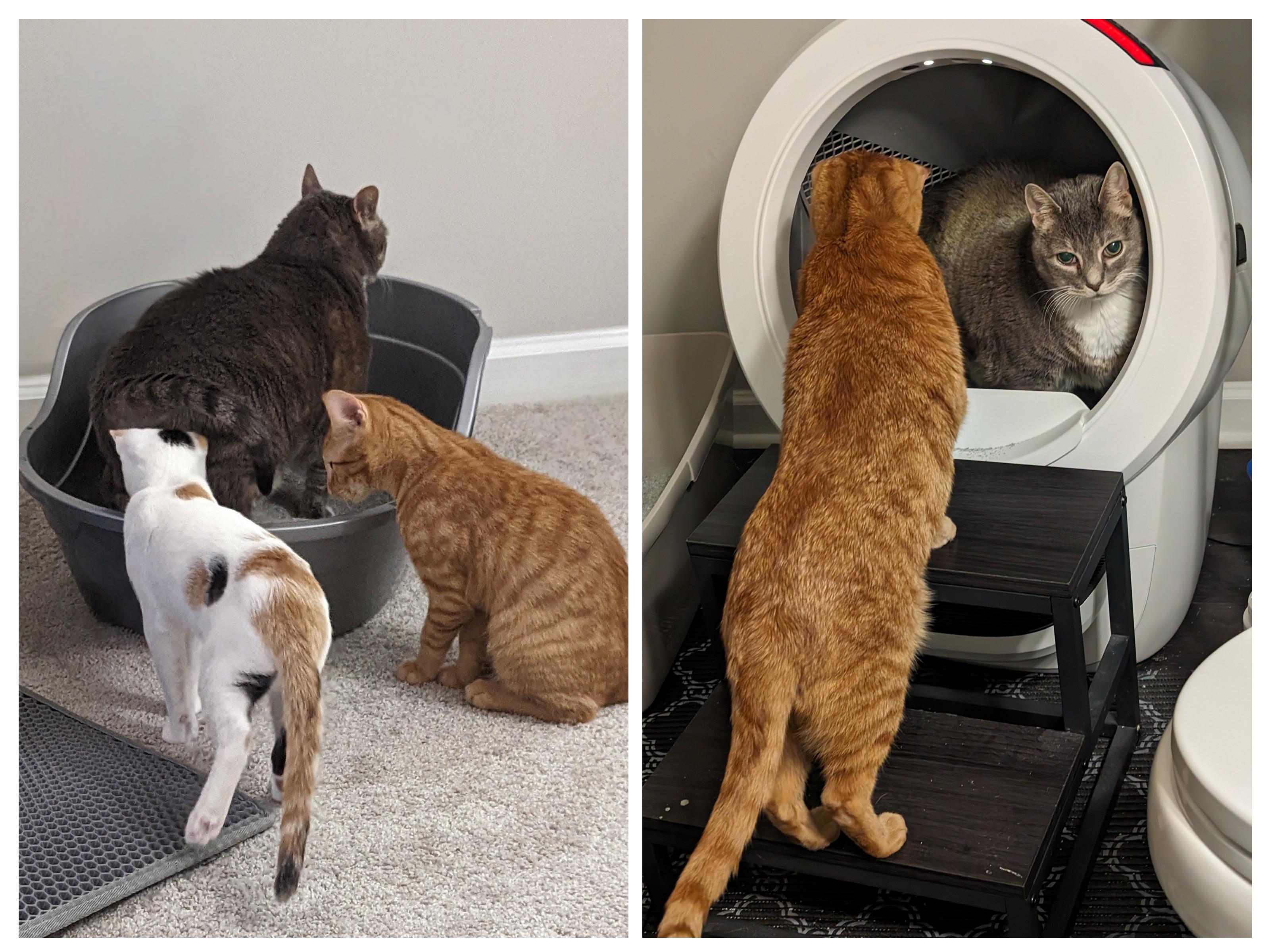 Over a year later and it's apparently still fascinating to see Duncan pee.. | Scrolller