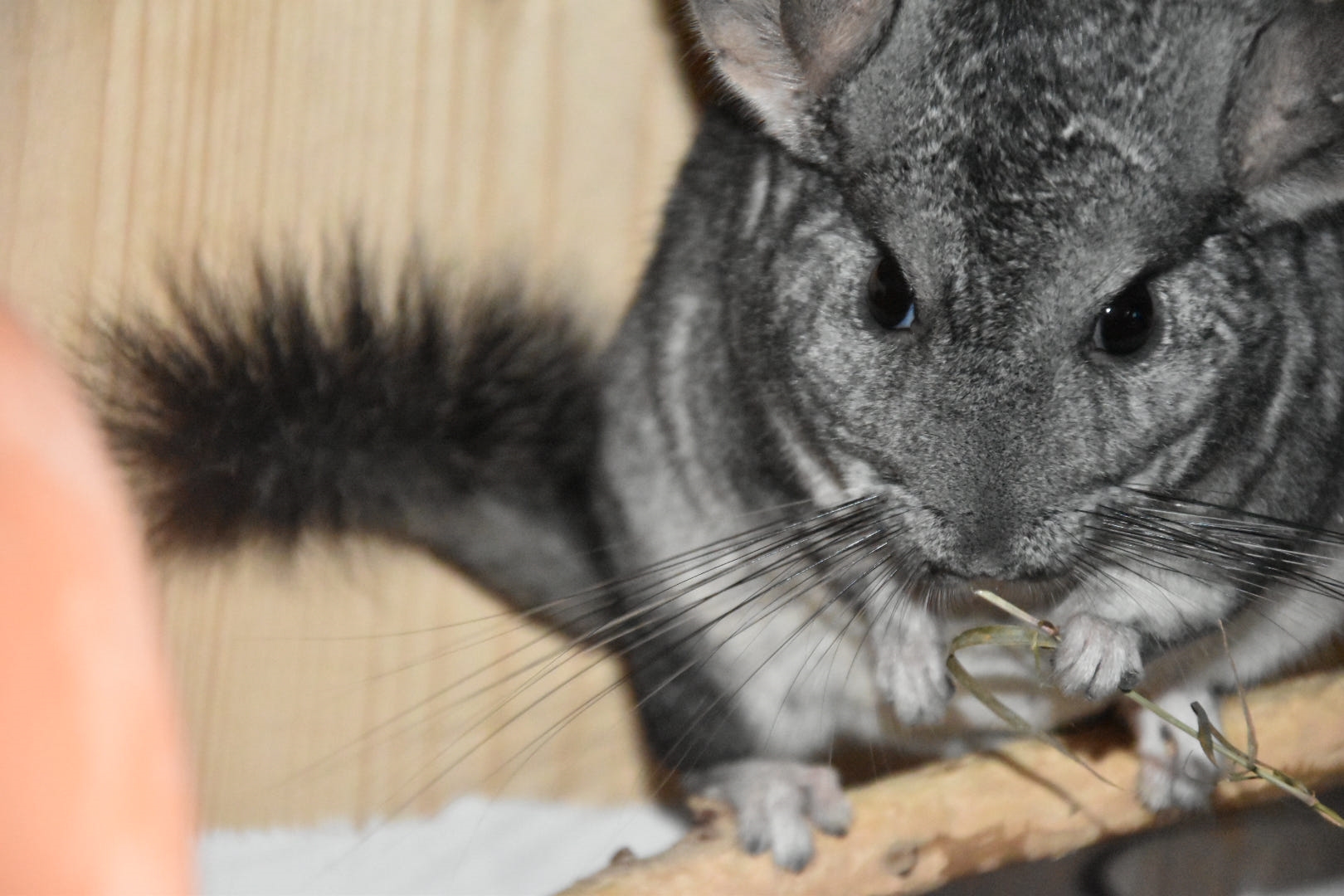 Theo, the Chinchilla | Scrolller