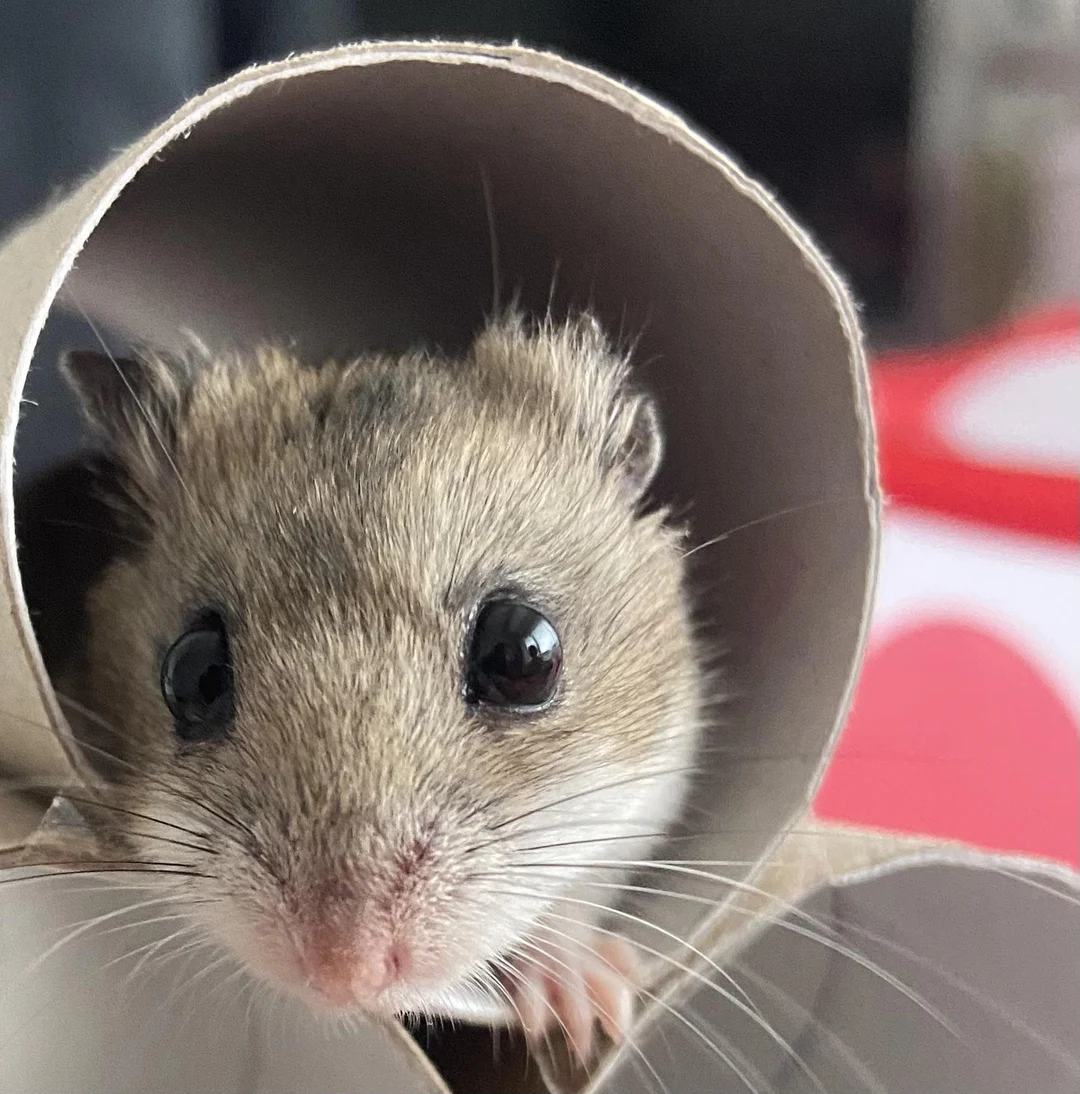 Pepper ️ | Scrolller