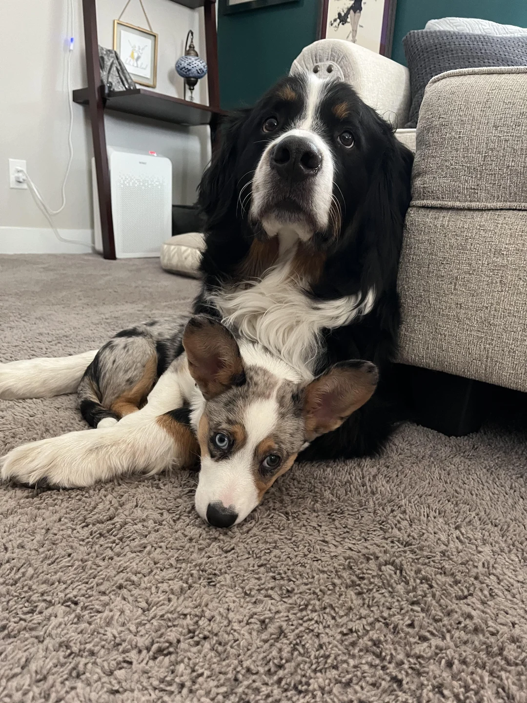 Audio and Archie are best friends | Scrolller