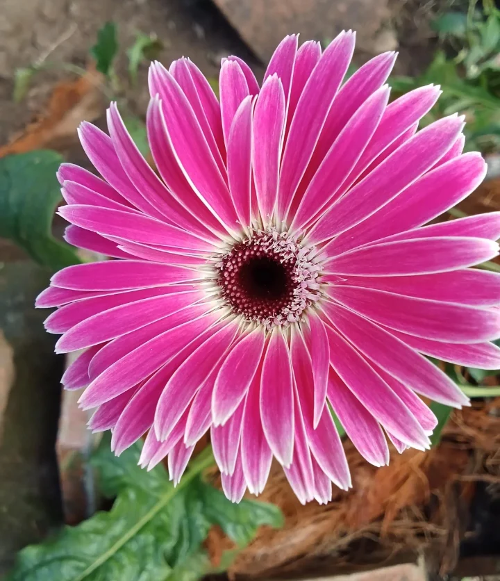 Gerbera Daisy | Scrolller