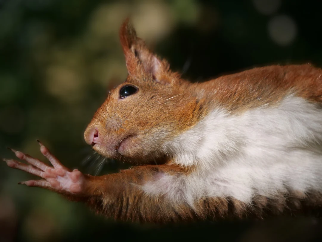 Eurasian red squirrel reaching out to the one he loves: a walnut | Scrolller