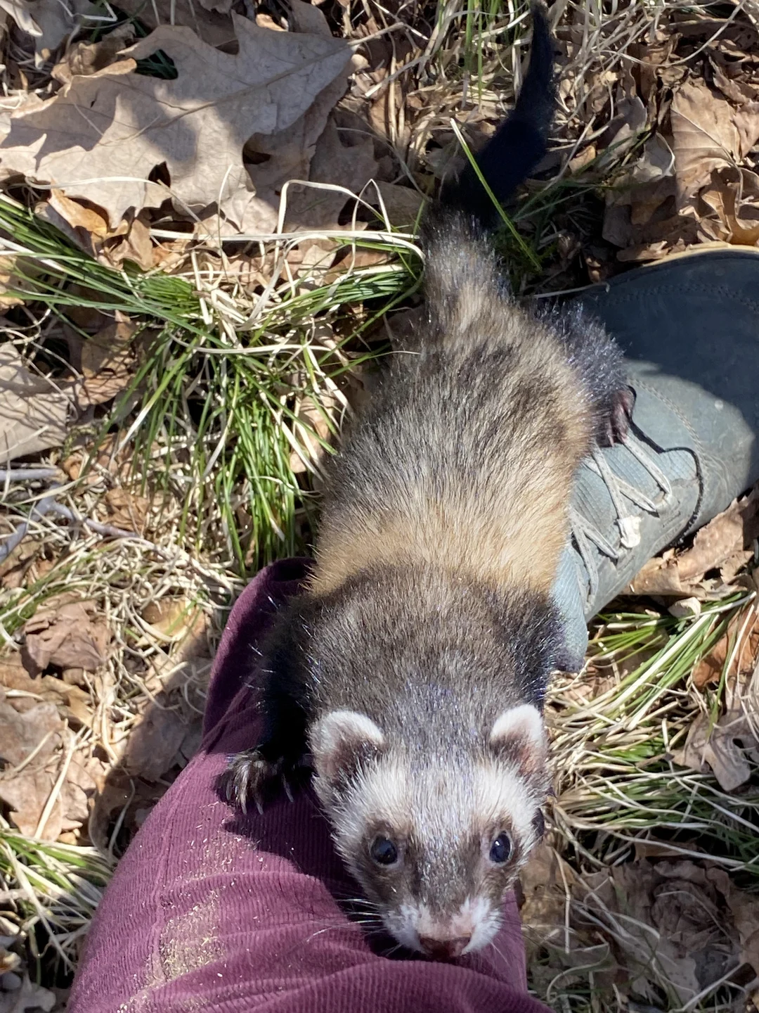 Kasumi climbing my leg to hide out in my hoodie | Scrolller