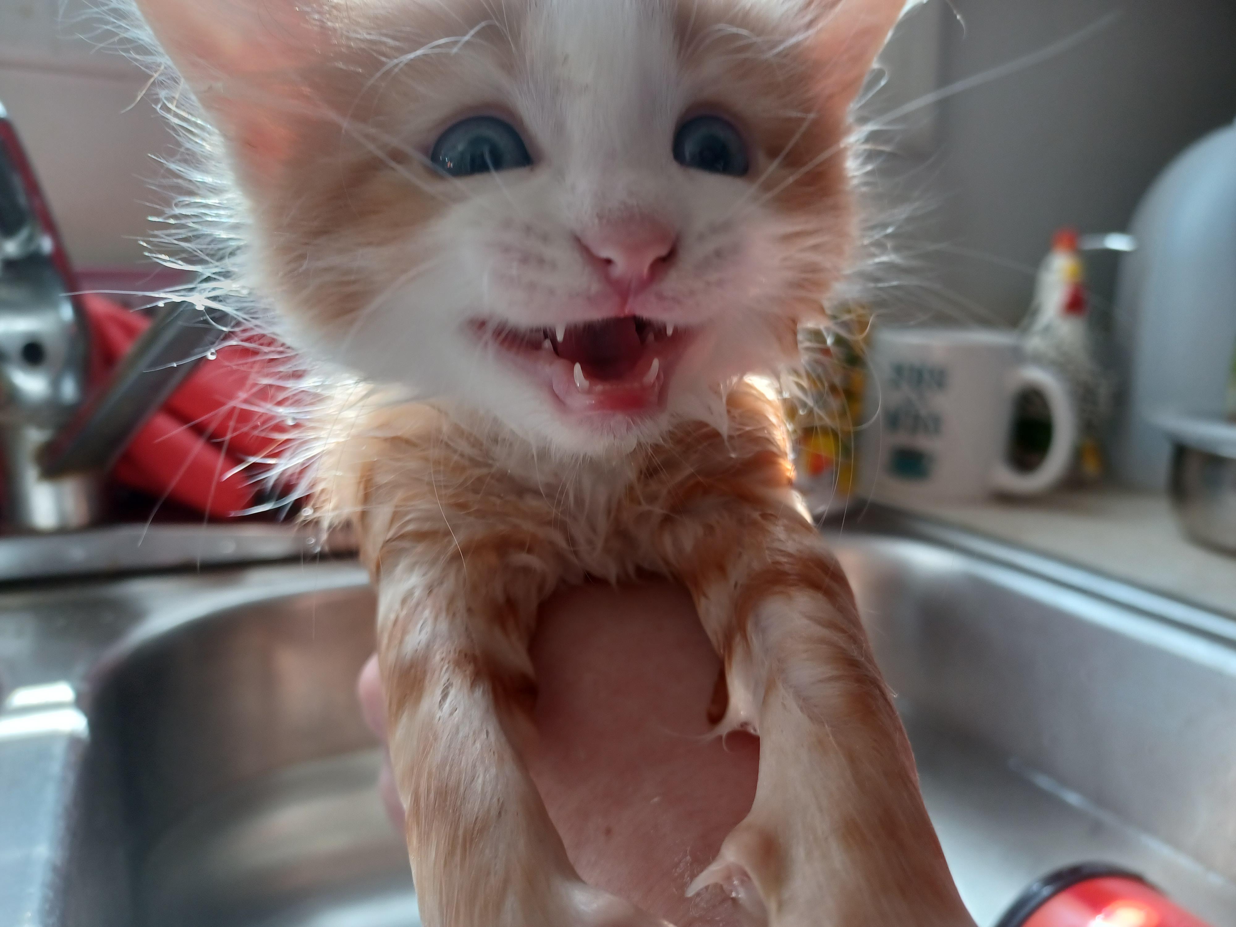 Ralph's first bath ️ | Scrolller