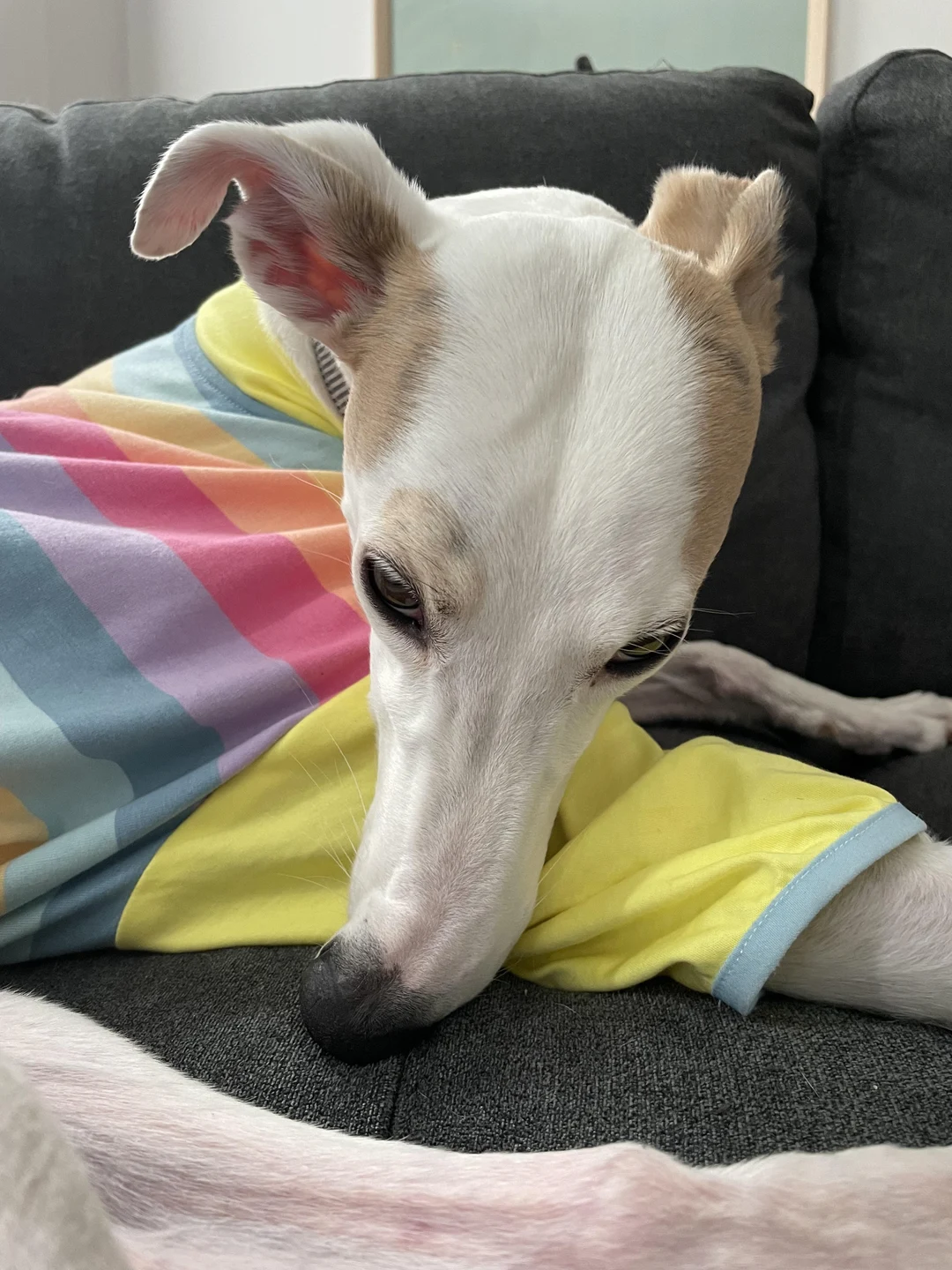 Discover more like Greyhounds: Bendy. and Related Content | Scrolller