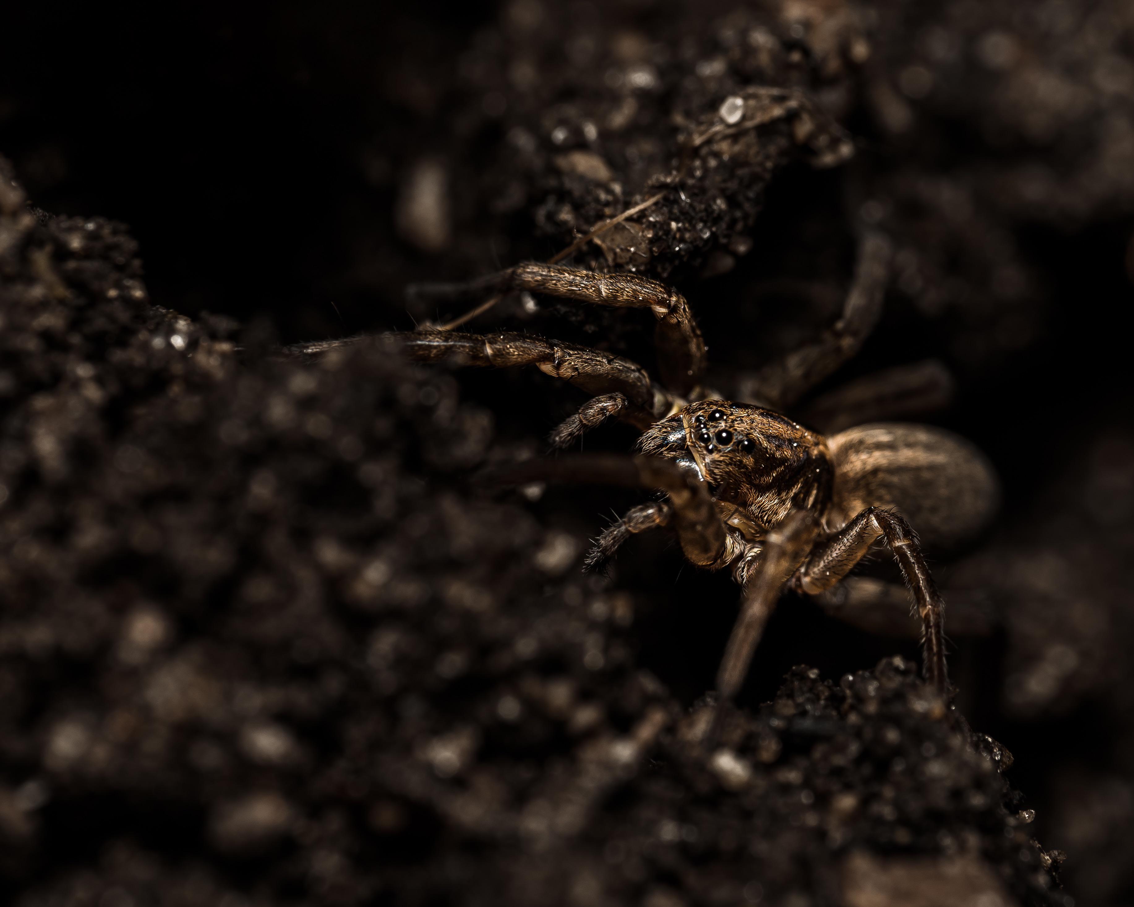 Wolf spider | Scrolller