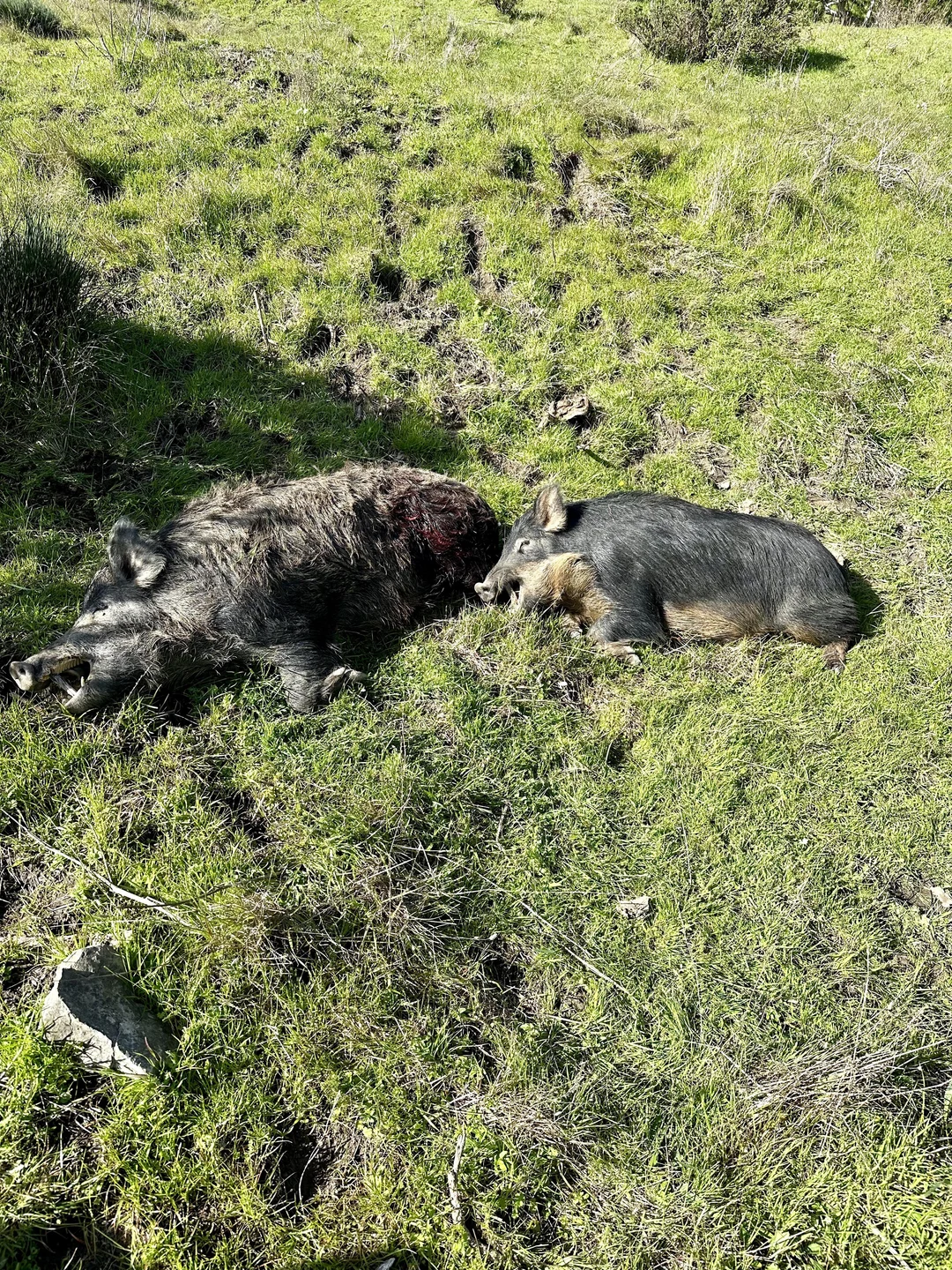 Two more BIG sows off the ranch. Left side is an absolute beast. | Scrolller