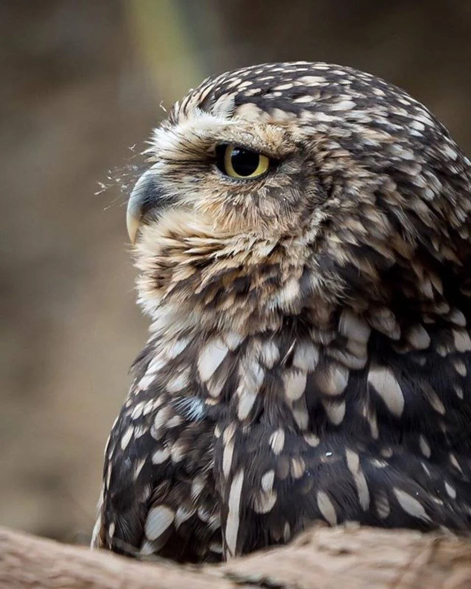 Discover more like Owls: Owl of the Day and Related Content | Scrolller