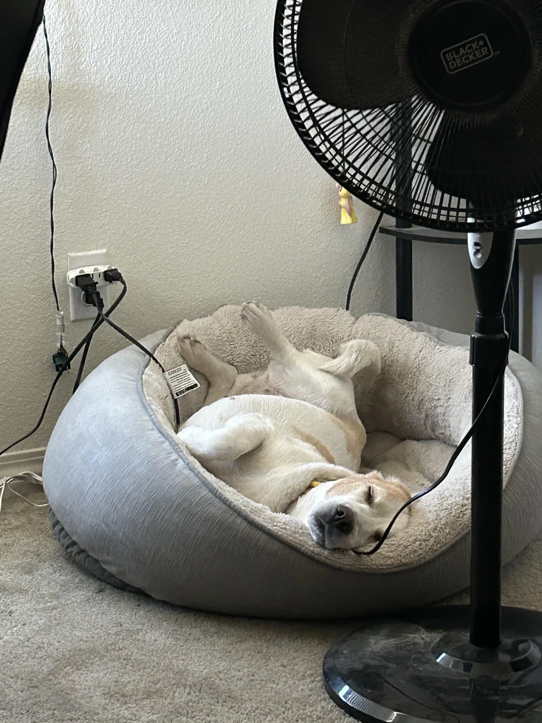 How is this comfortable | Scrolller