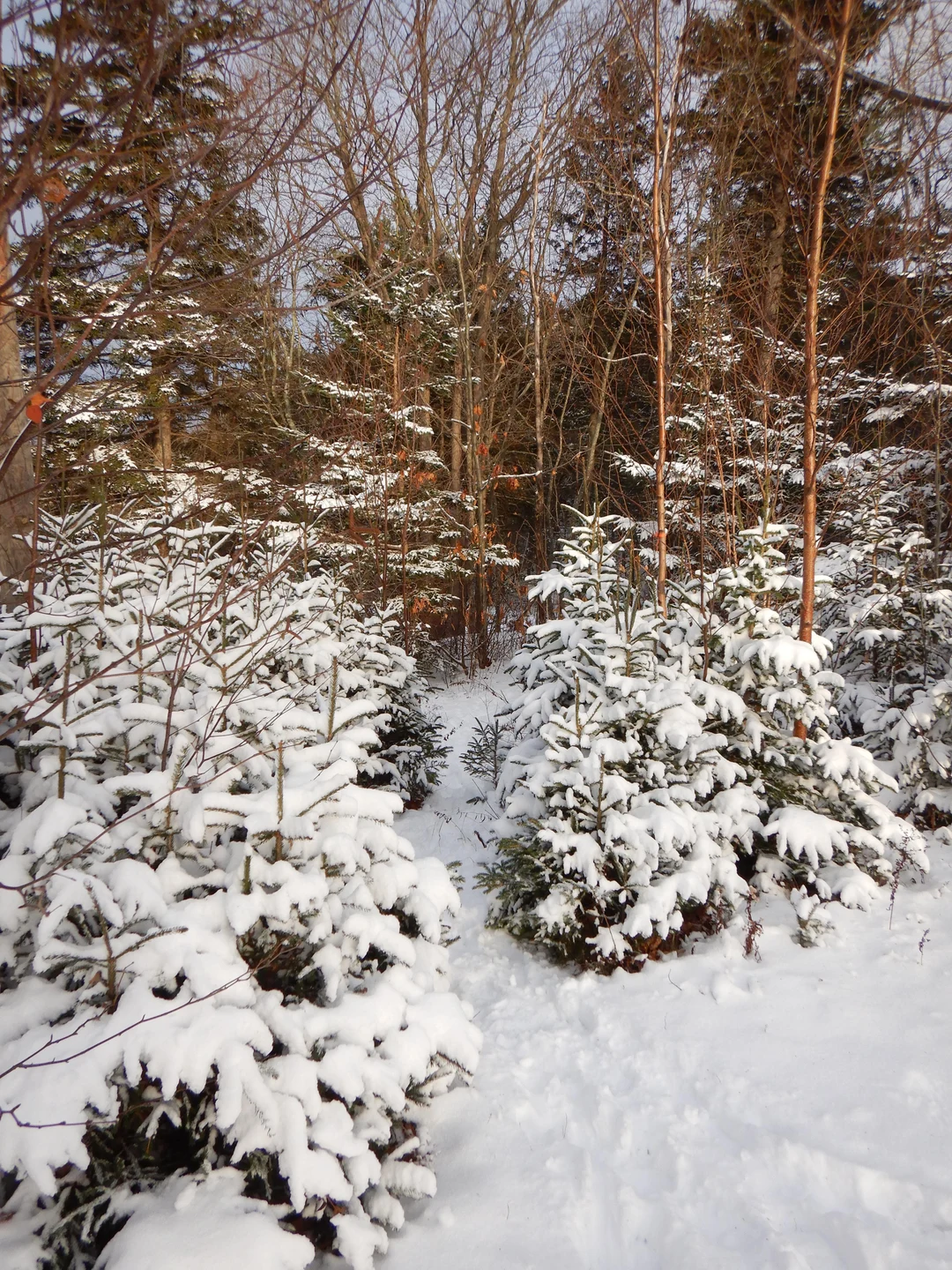 Winter Wonderland | Scrolller