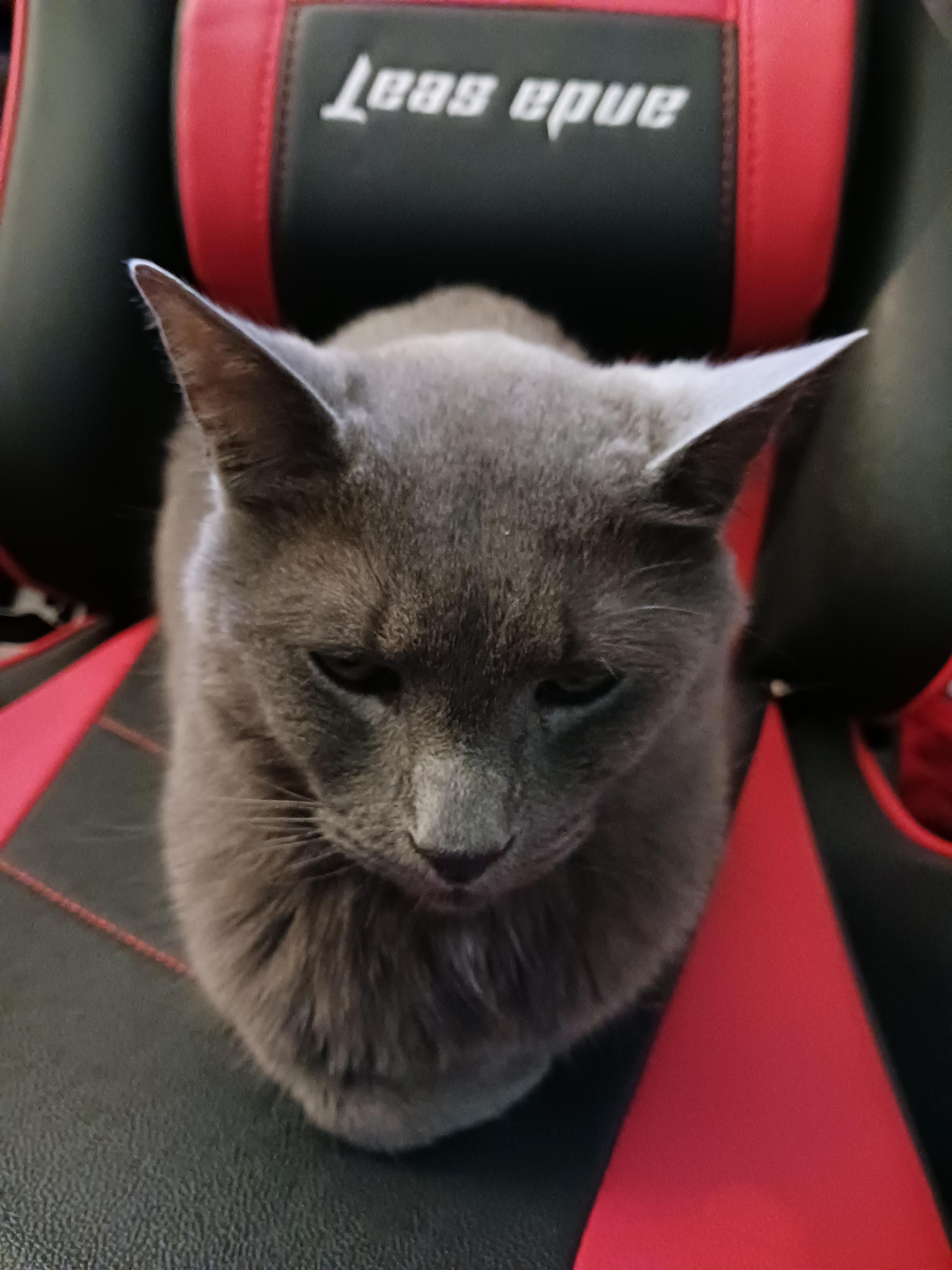 Gaming Chair Loaf | Scrolller