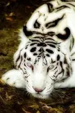 Rare Albino Animals | Scrolller