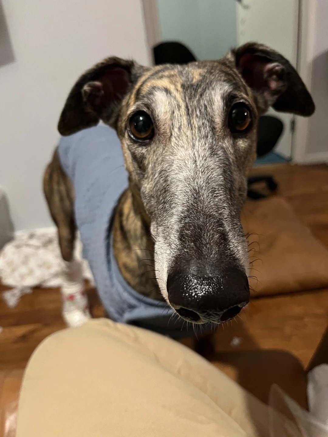 Discover more like Greyhounds: My Brown Eyed Girl 🥰 and Related Content | Scrolller