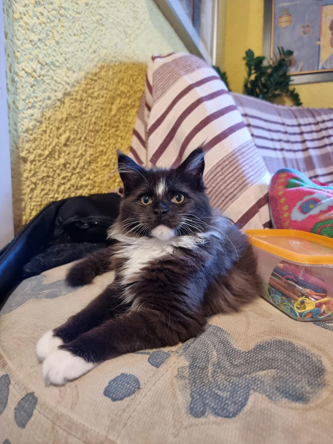 Vinny decided to pose today 🥰 | Scrolller